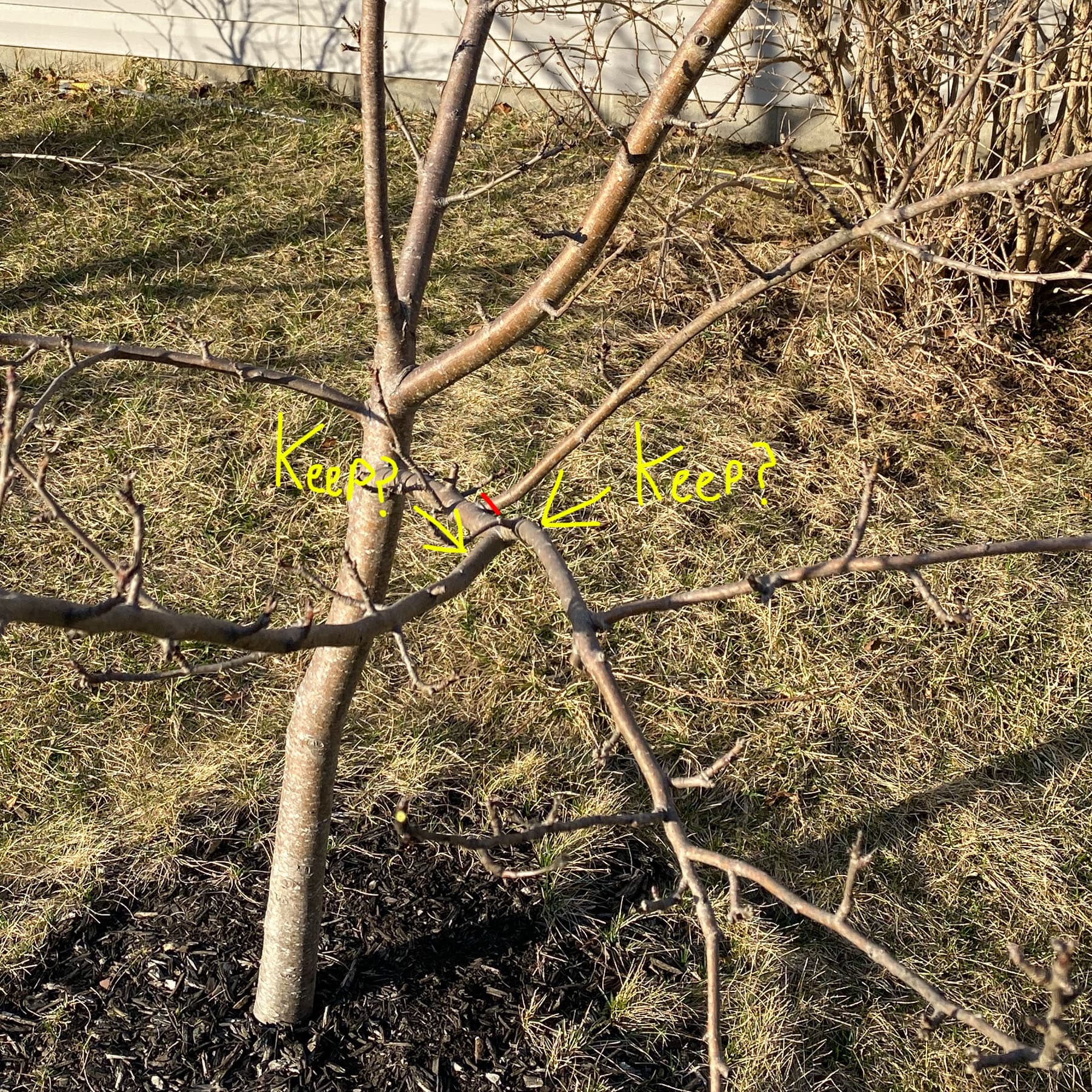 Looking for Apple Pruning Advice - General Fruit Growing - Growing Fruit