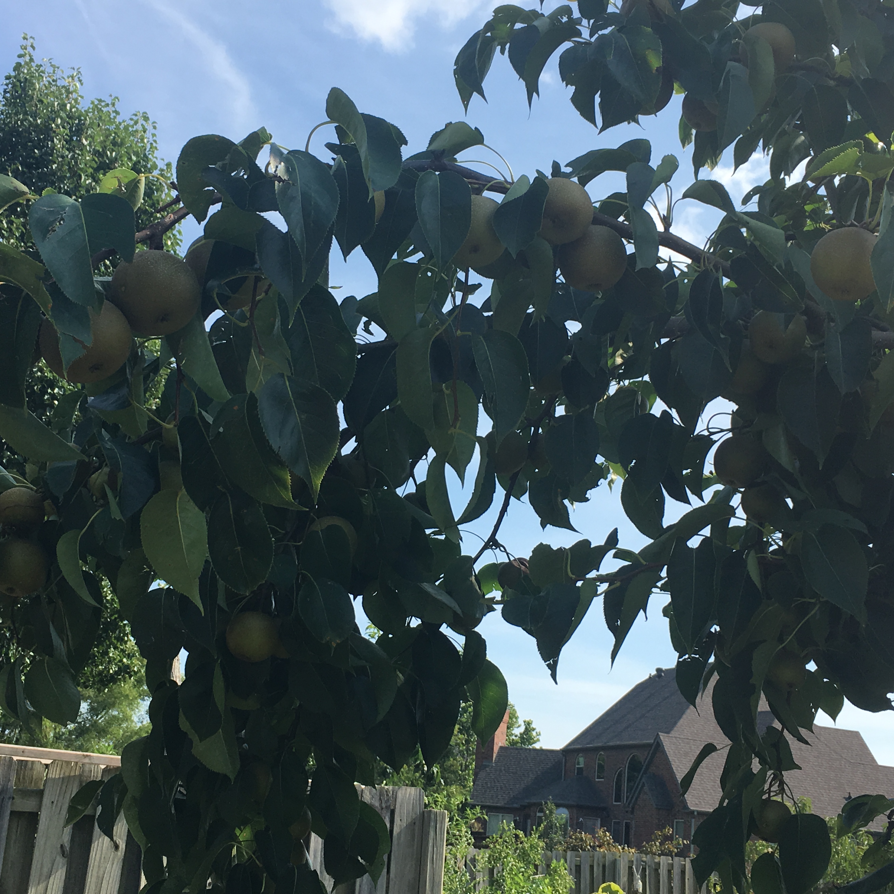 The best Asian Pears - General Fruit Growing - Growing Fruit