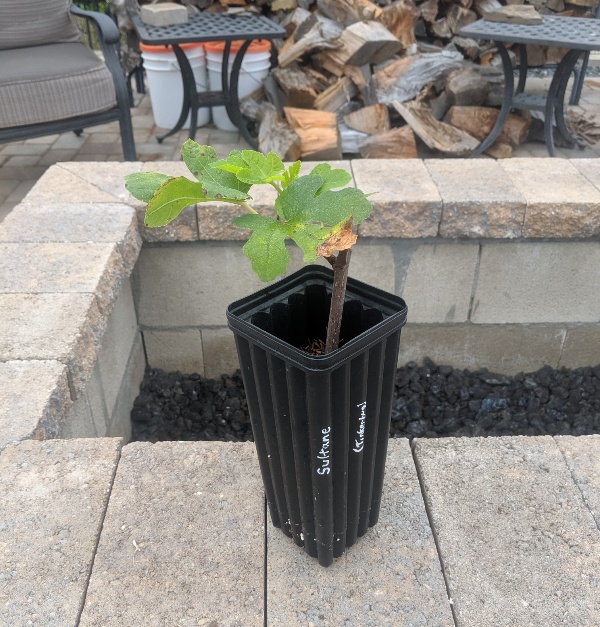 Sultane - Rodney Dangerfield of Figs - Pictures! - Growing Fruit