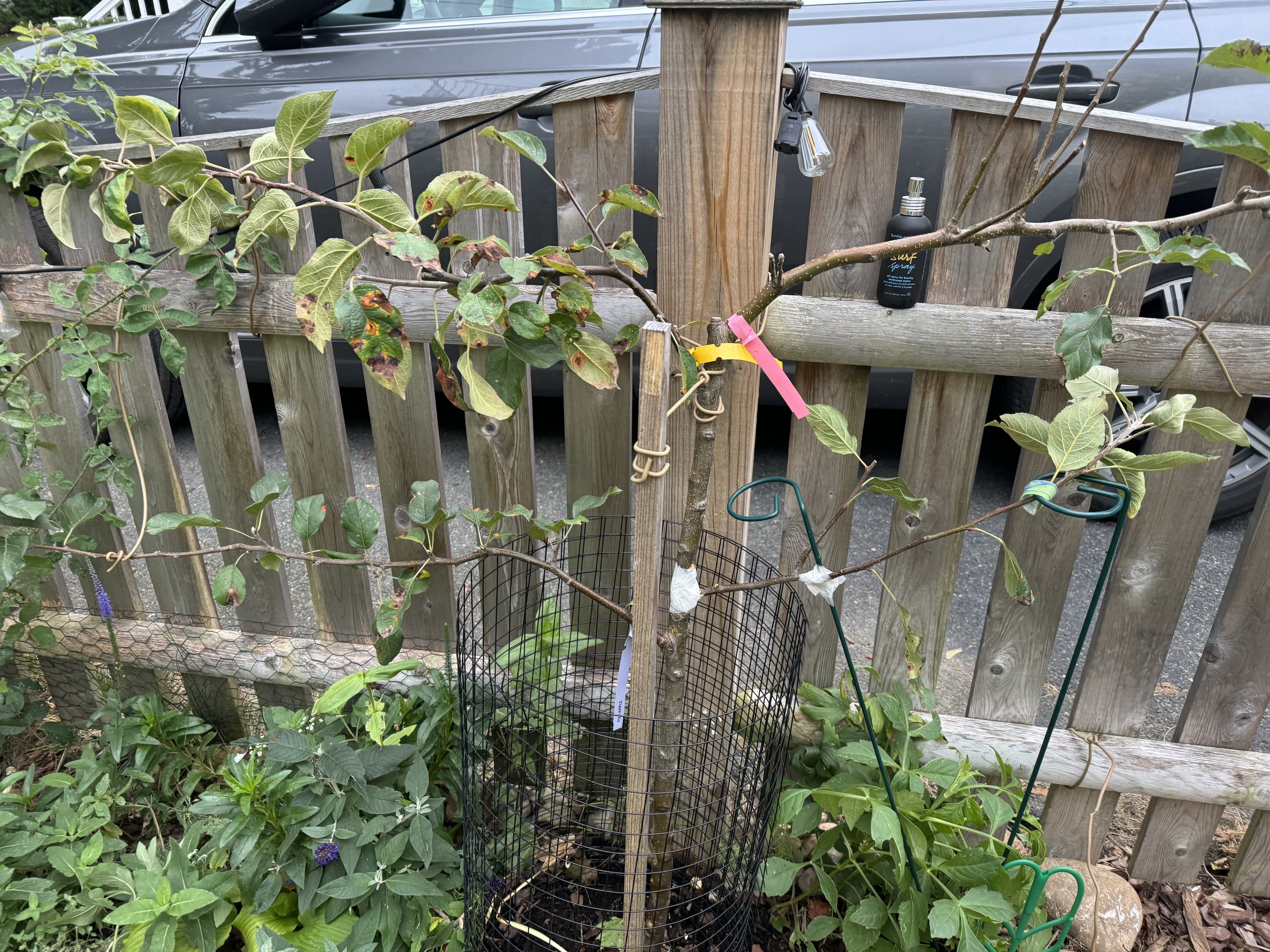 Graft chewed off on apple tree! - General Fruit Growing - Growing Fruit