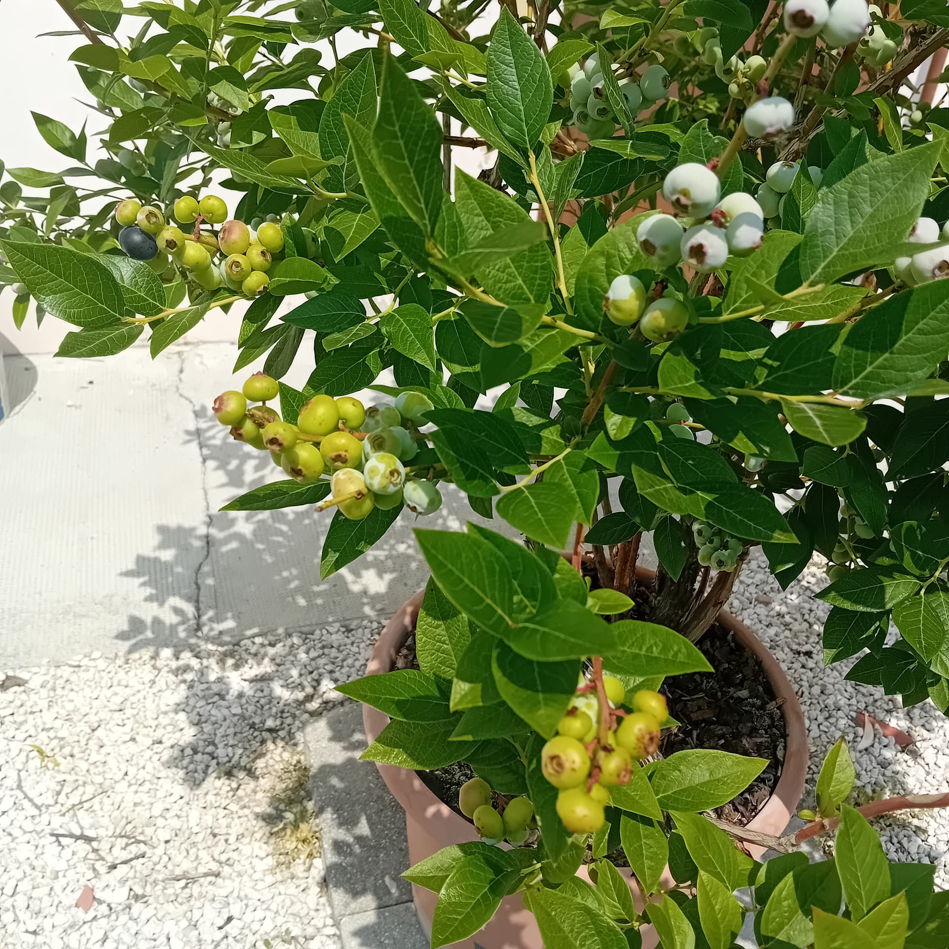What causes weird Blueberry color? - General Fruit Growing - Growing Fruit