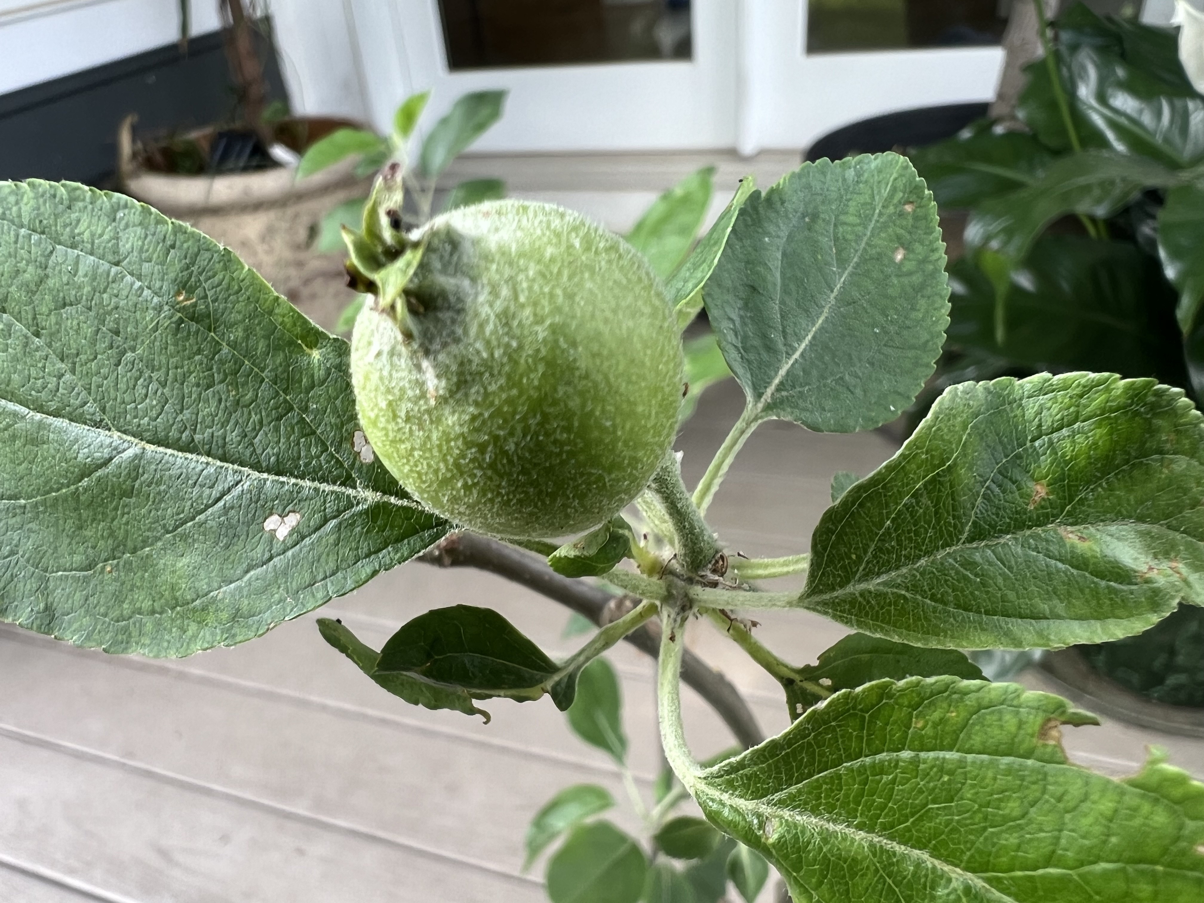 Bench grafting, mini trees - General Fruit Growing - Growing Fruit