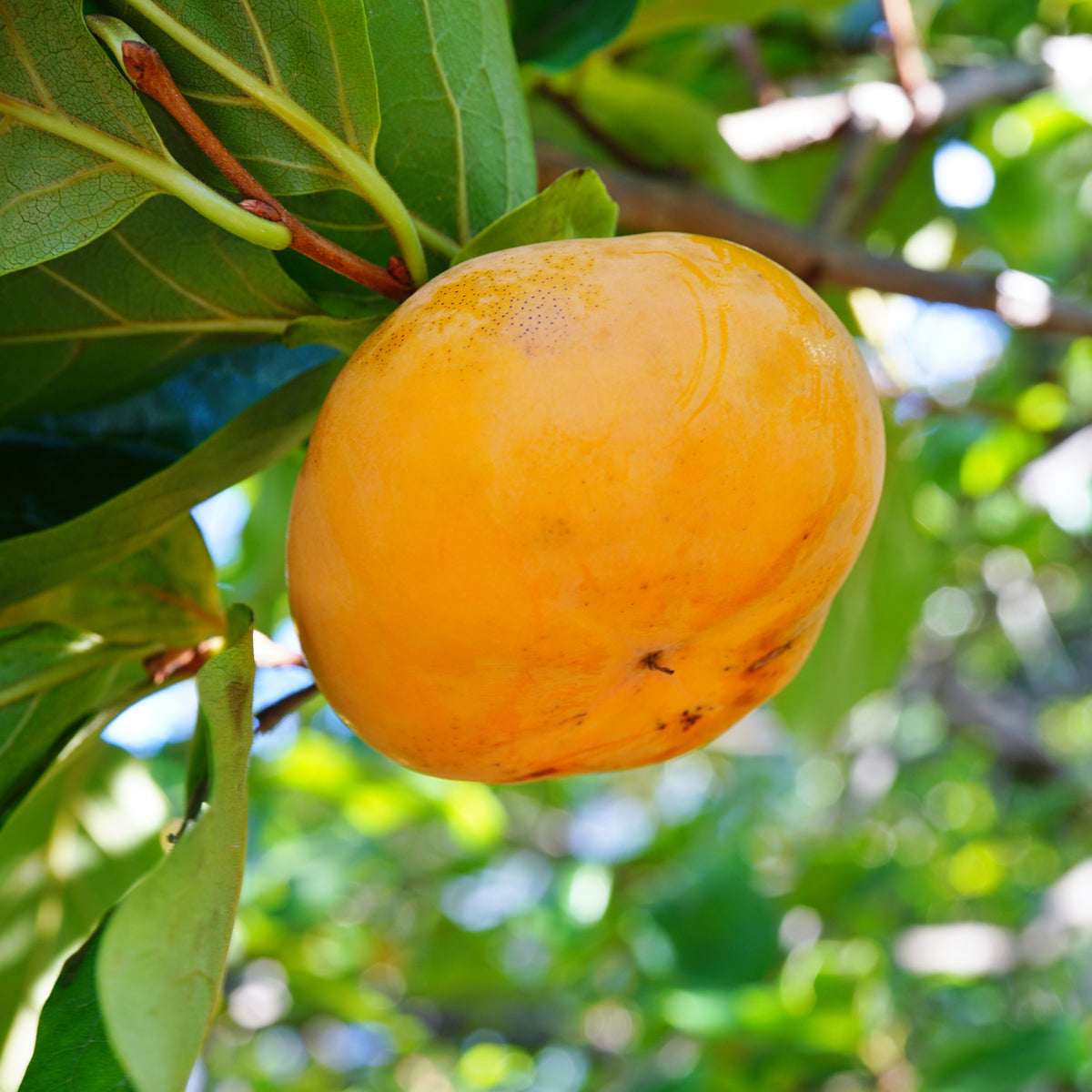 Cold hardy persimmon understock - General Fruit Growing - Growing Fruit