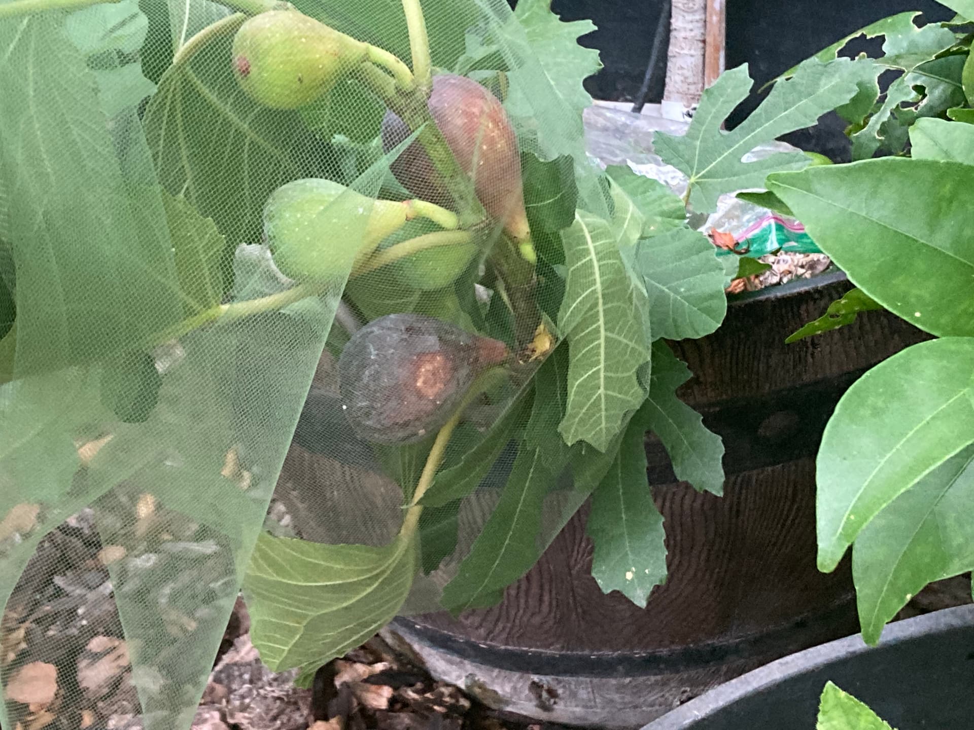 First fig! - Page 3 - General Fruit Growing - Growing Fruit