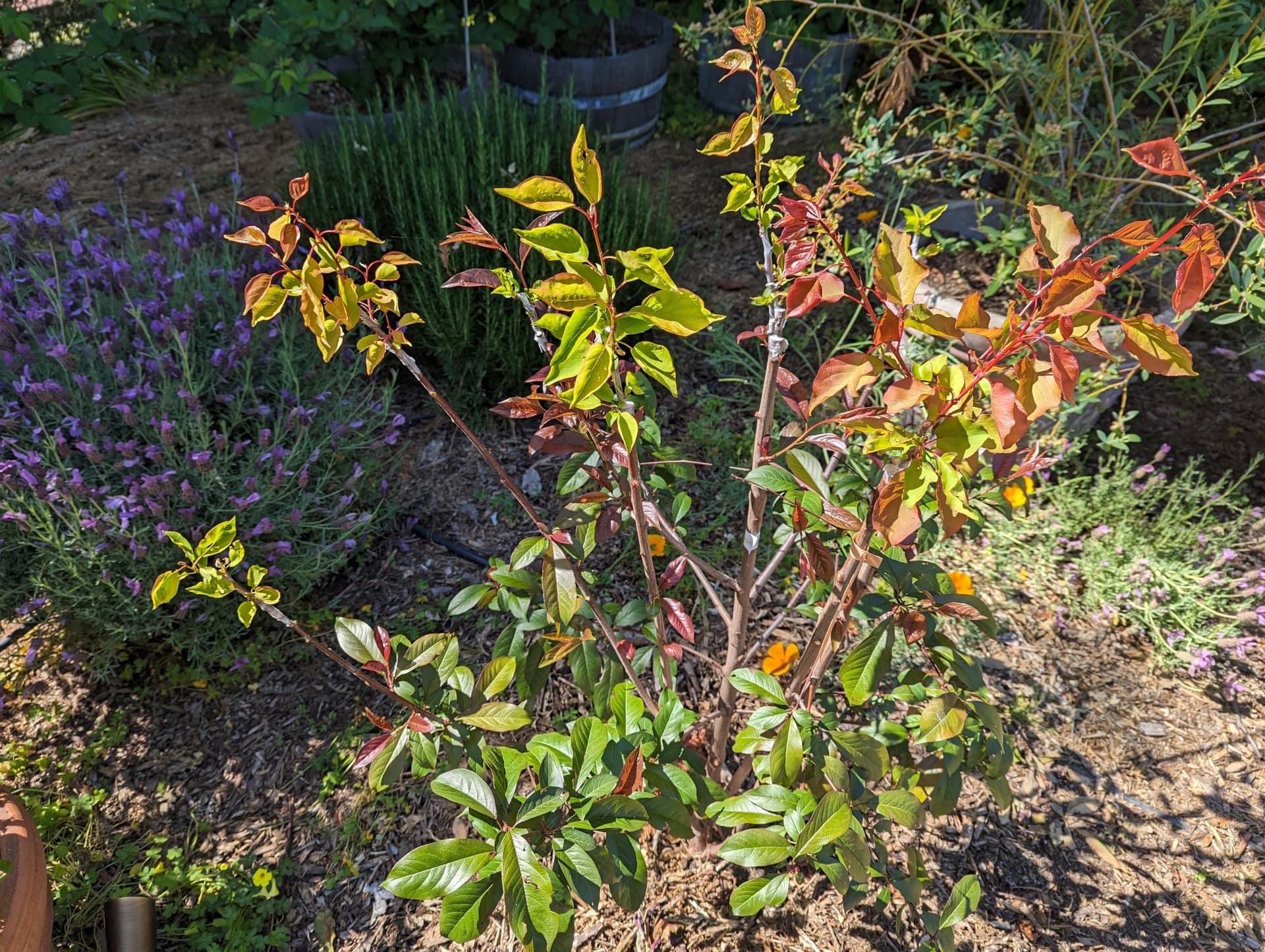 Re-grafting Citation Prunus Rootstock. Best Apricots? - General Fruit ...