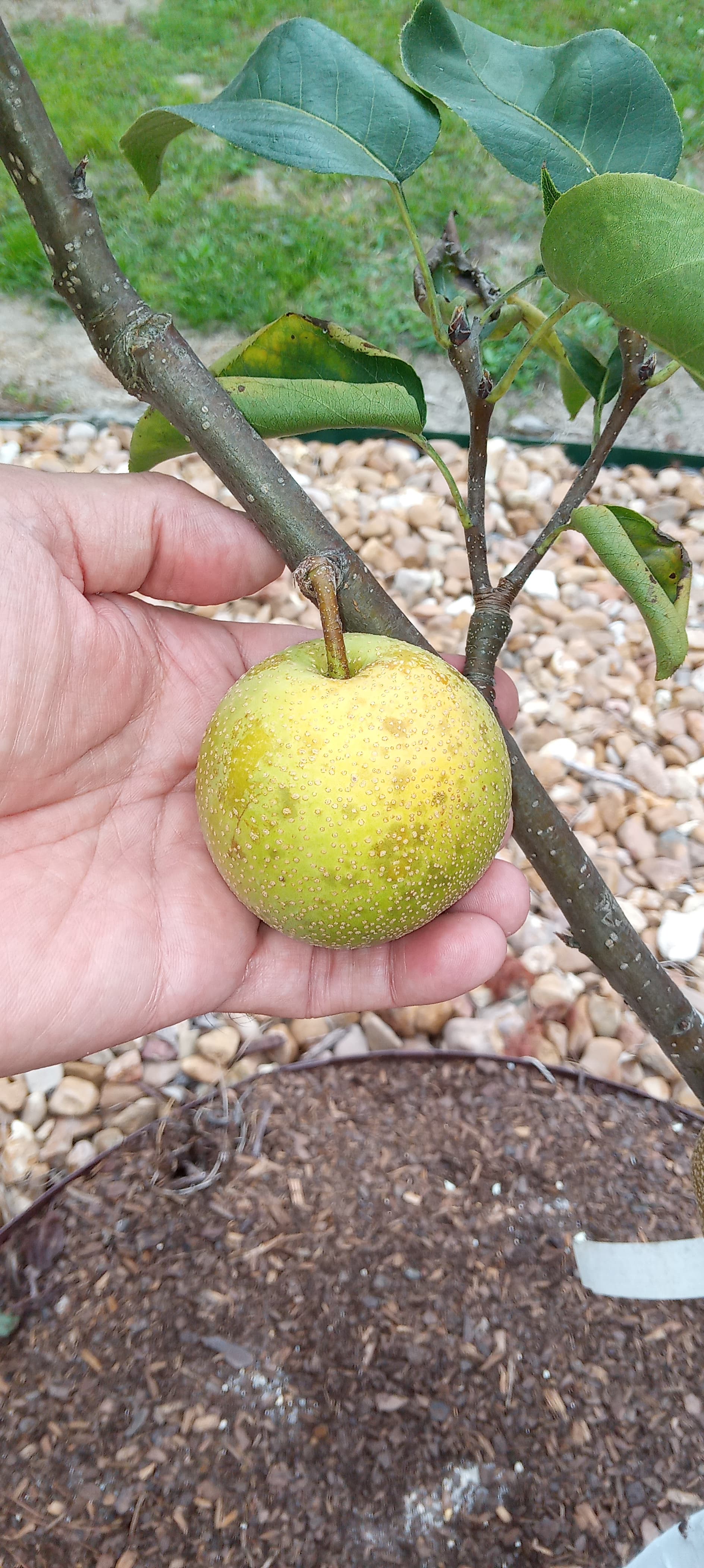 Ripening times for Asian Pears - deep south - General Fruit Growing ...
