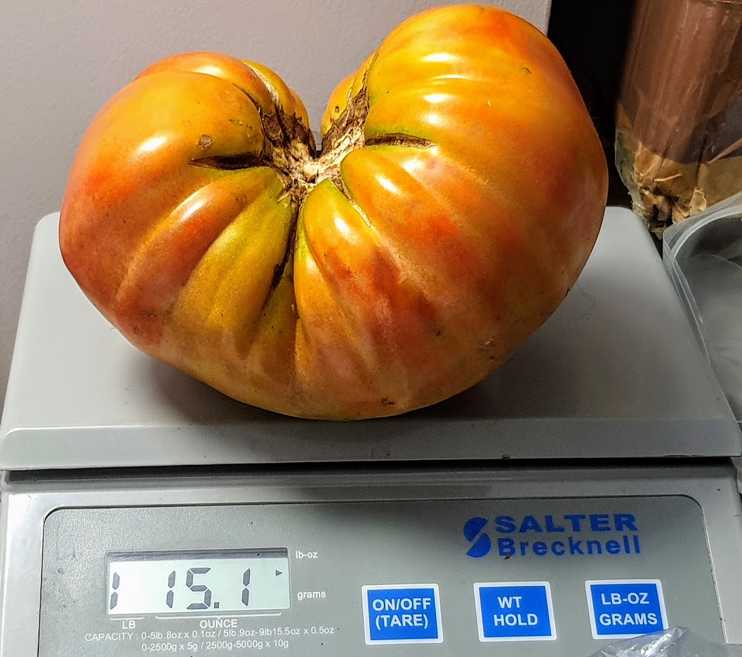 Biggest Tomato Contest 2020 - General Gardening - Growing Fruit
