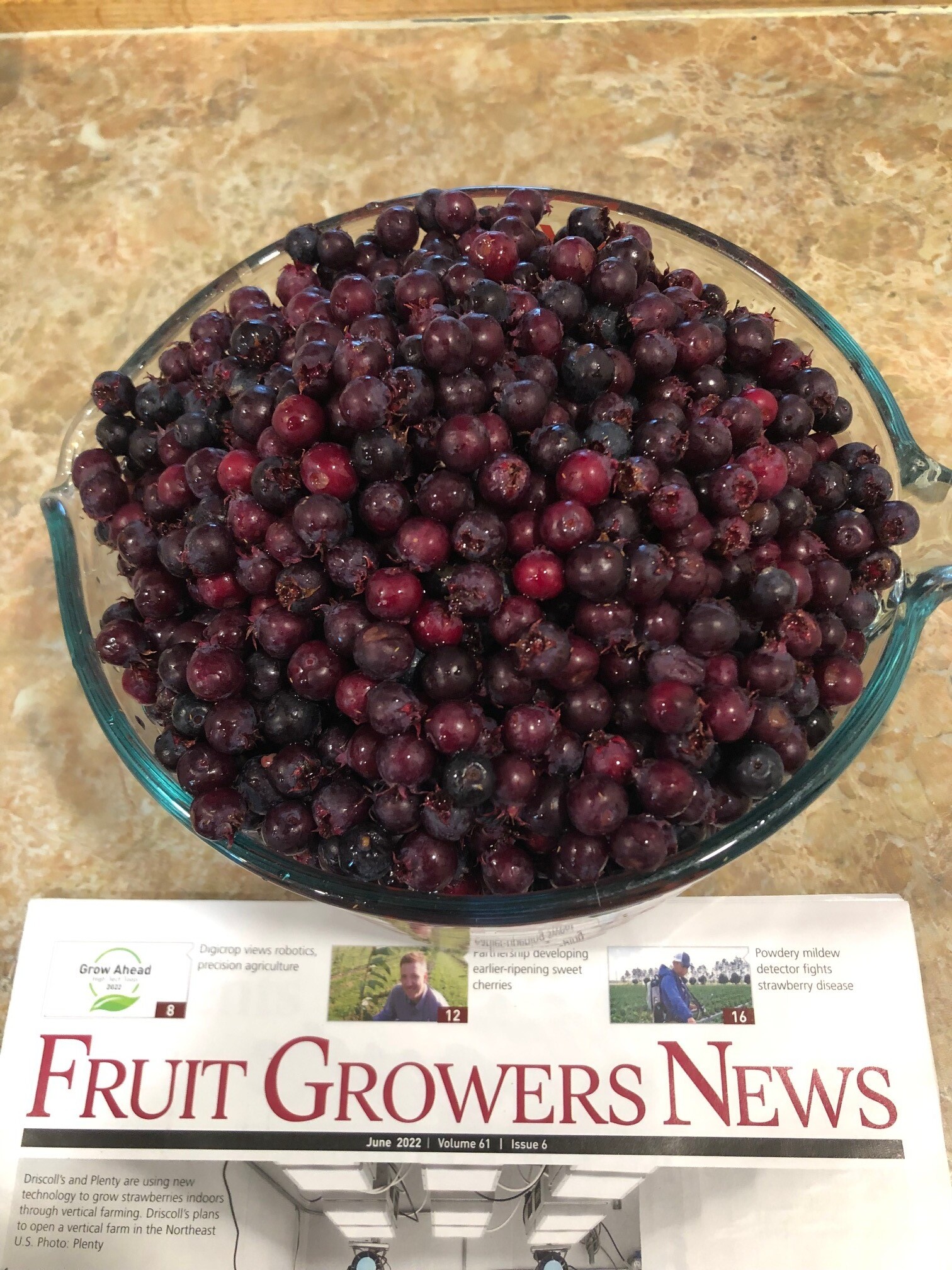 Serviceberry Jelly - General Fruit Growing - Growing Fruit