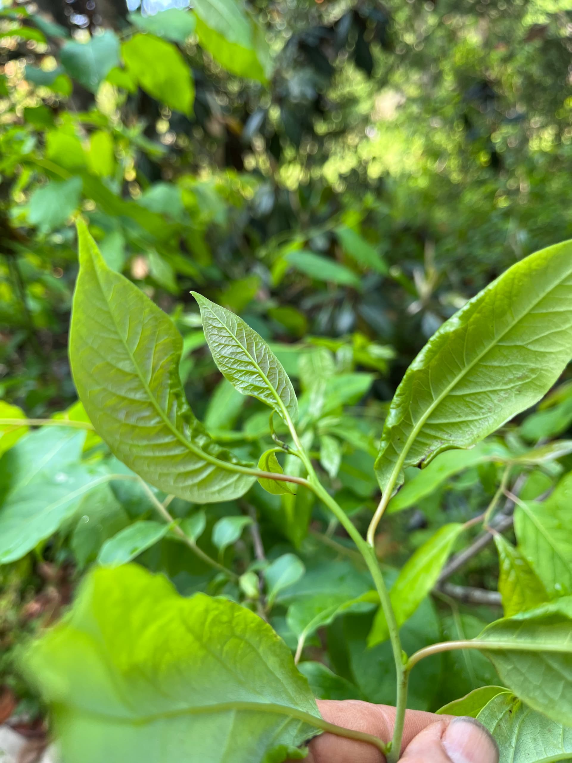 Persimmon leaves deformed - General Fruit Growing - Growing Fruit