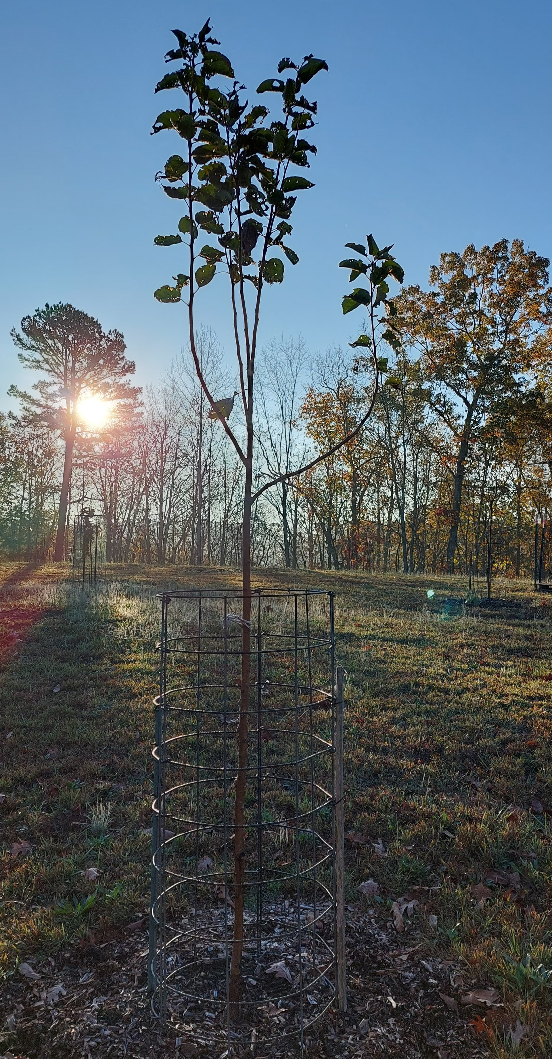 Apple Rootstock Grafting Follow Ups (With pics) - General Fruit Growing ...