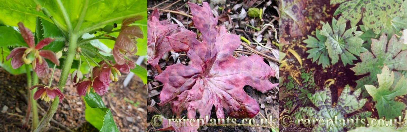 Growing & Domesticating Mayapples (Podophyllum peltatum) - General ...