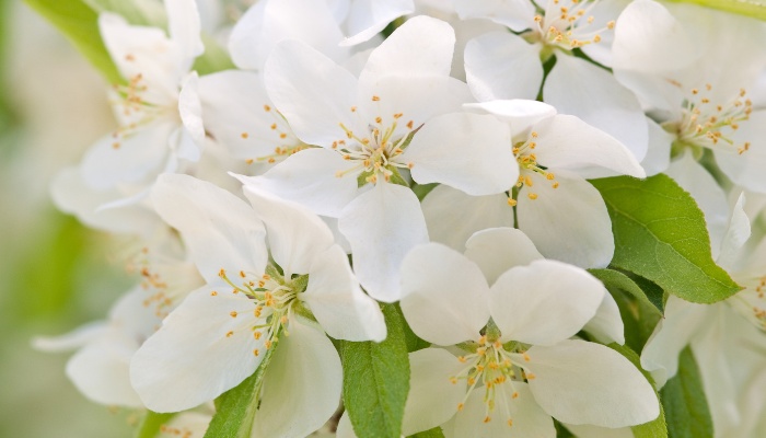 25 best crabapples according to Rennie Orchards - General Fruit Growing ...