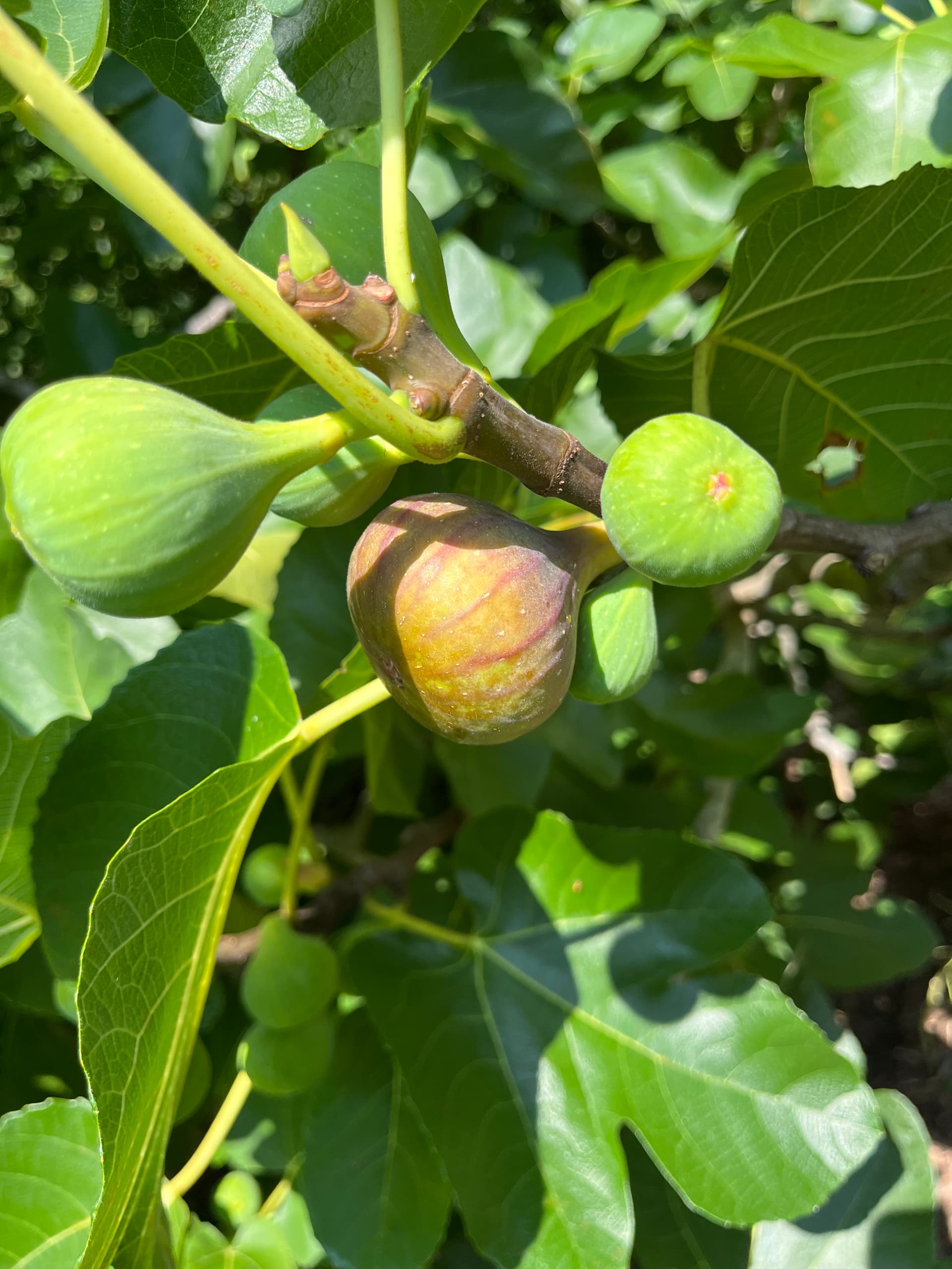 Finding Random Fruit Trees - General Fruit Growing - Growing Fruit