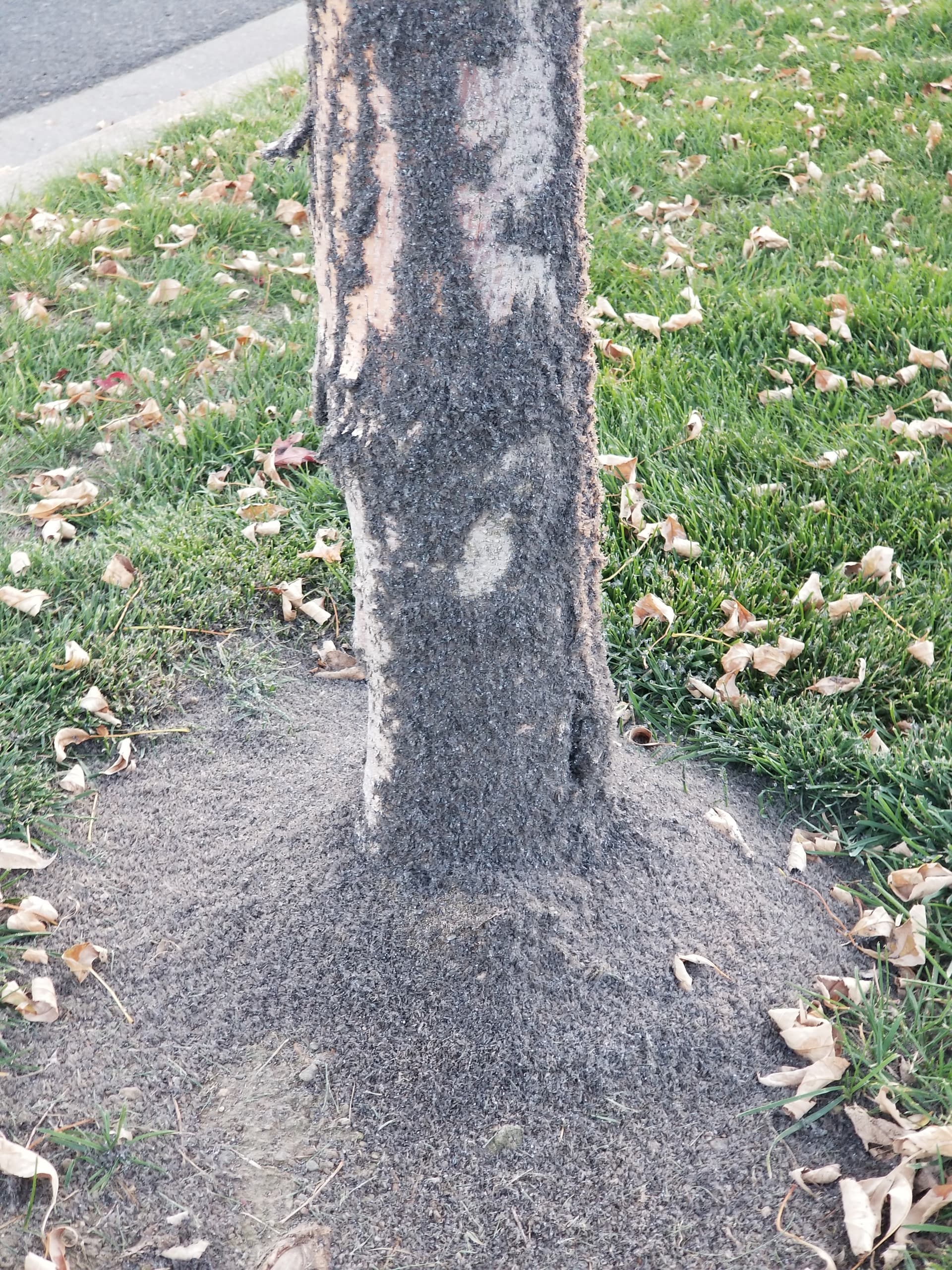 Ash Aphids - Fall in Spokane - Pictures! - Growing Fruit