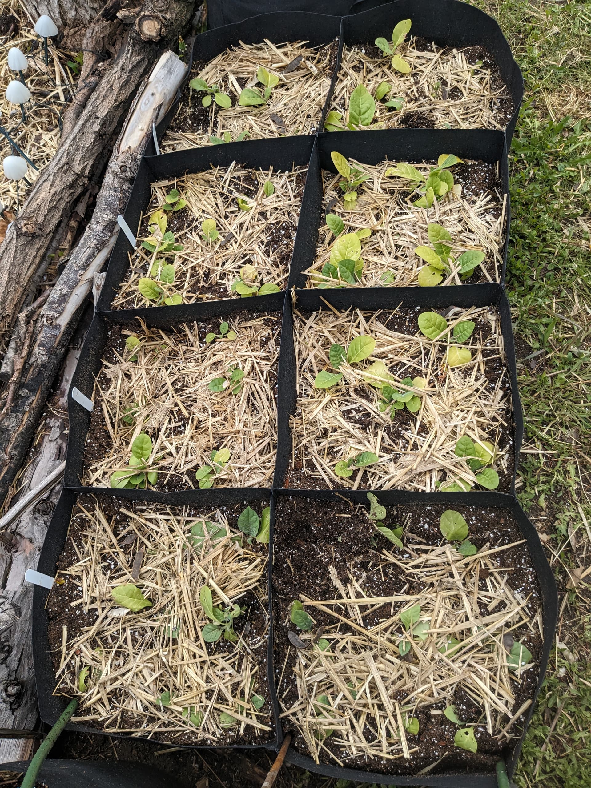 Growing tobacco, small scale gardening - General Gardening - Growing Fruit