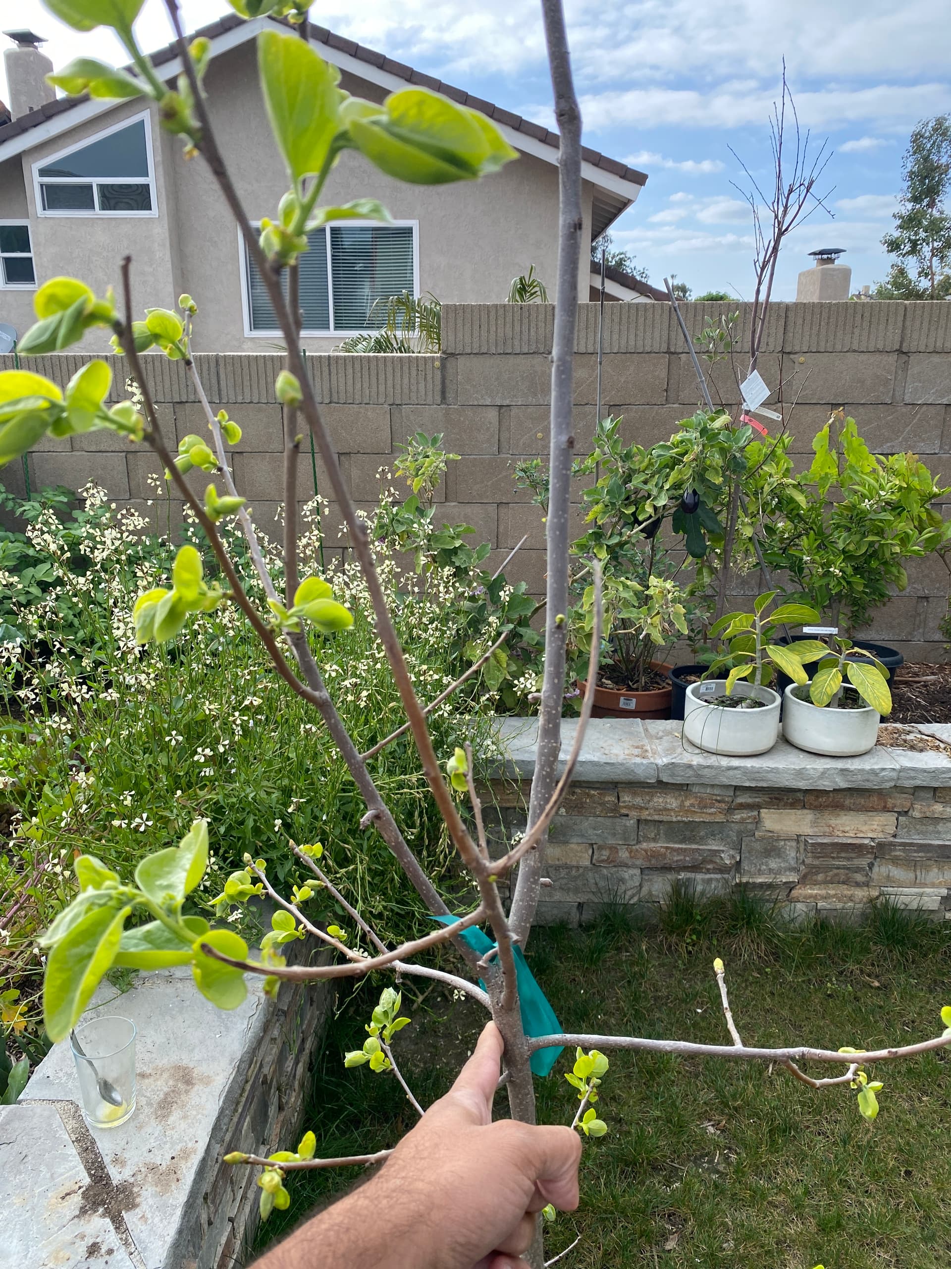 Young persimmon pruning - General Fruit Growing - Growing Fruit