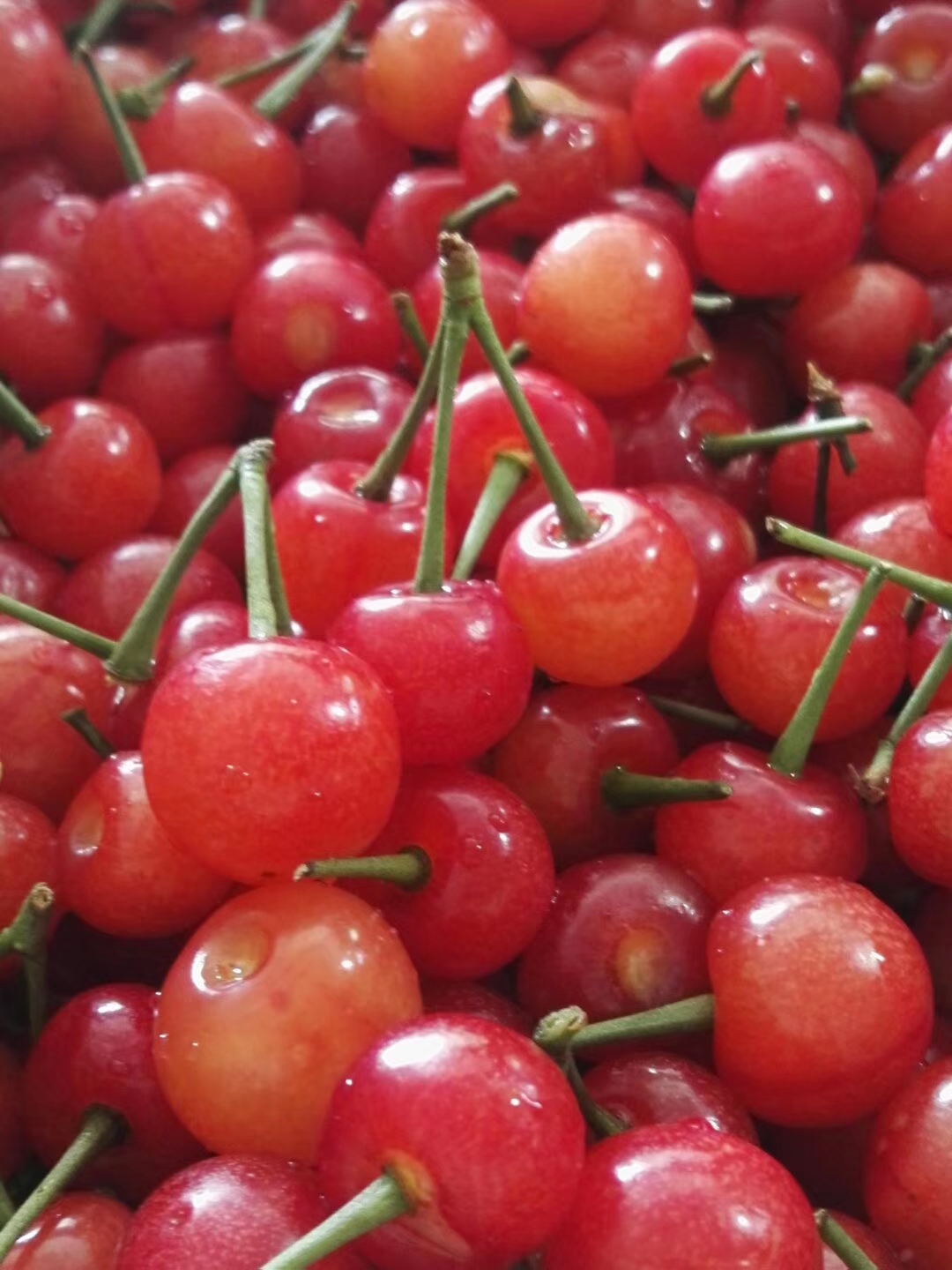 Questions not deserving of a whole thread - Page 71 - General Fruit ...