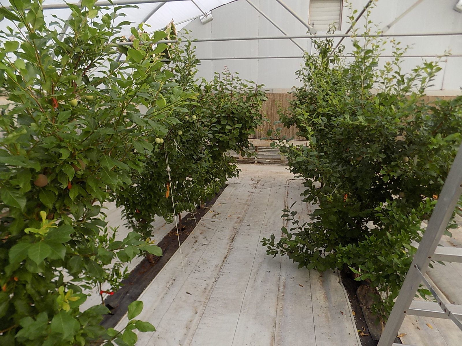 Neglected peach tree in Nairn, Scotland - General Fruit Growing ...