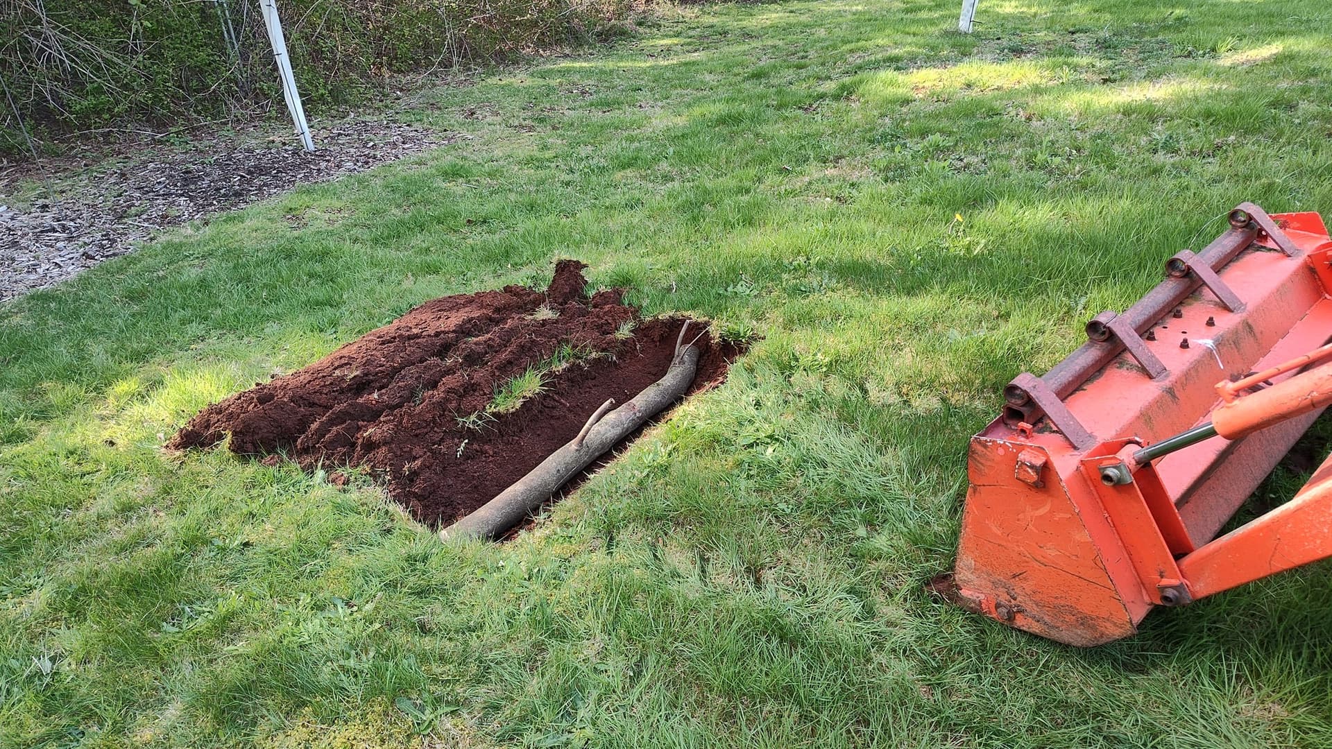 Fig log cutting - General Fruit Growing - Growing Fruit