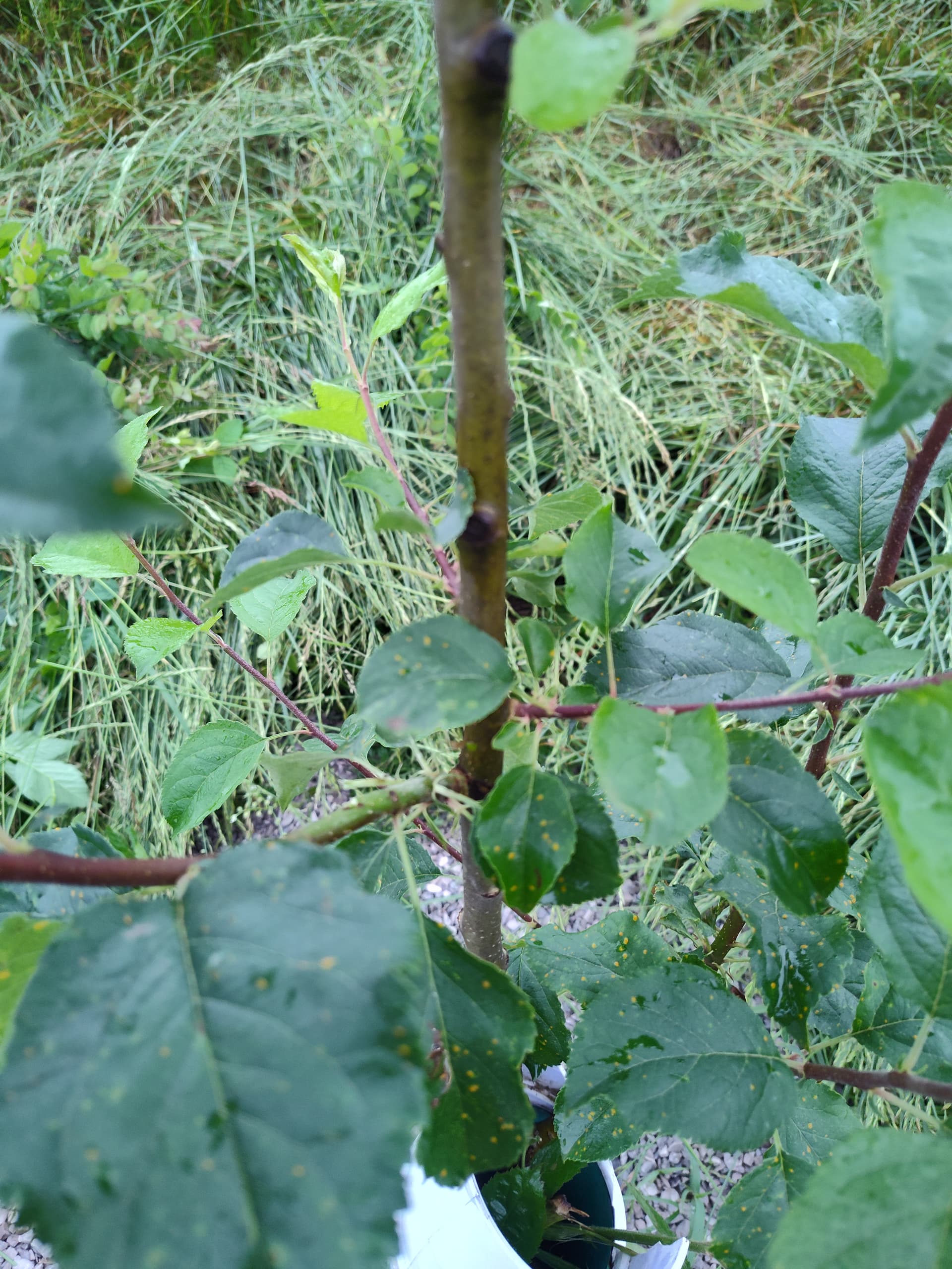 Young apple tree training. A Study of the Framework of the Apple Tree ...