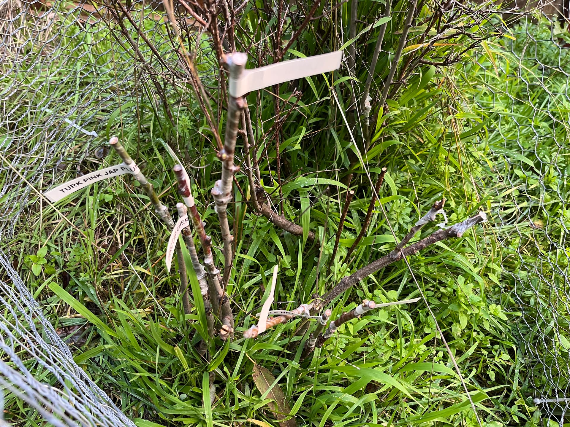 Plum rootstock Stone Fruit compatibility - General Fruit Growing ...