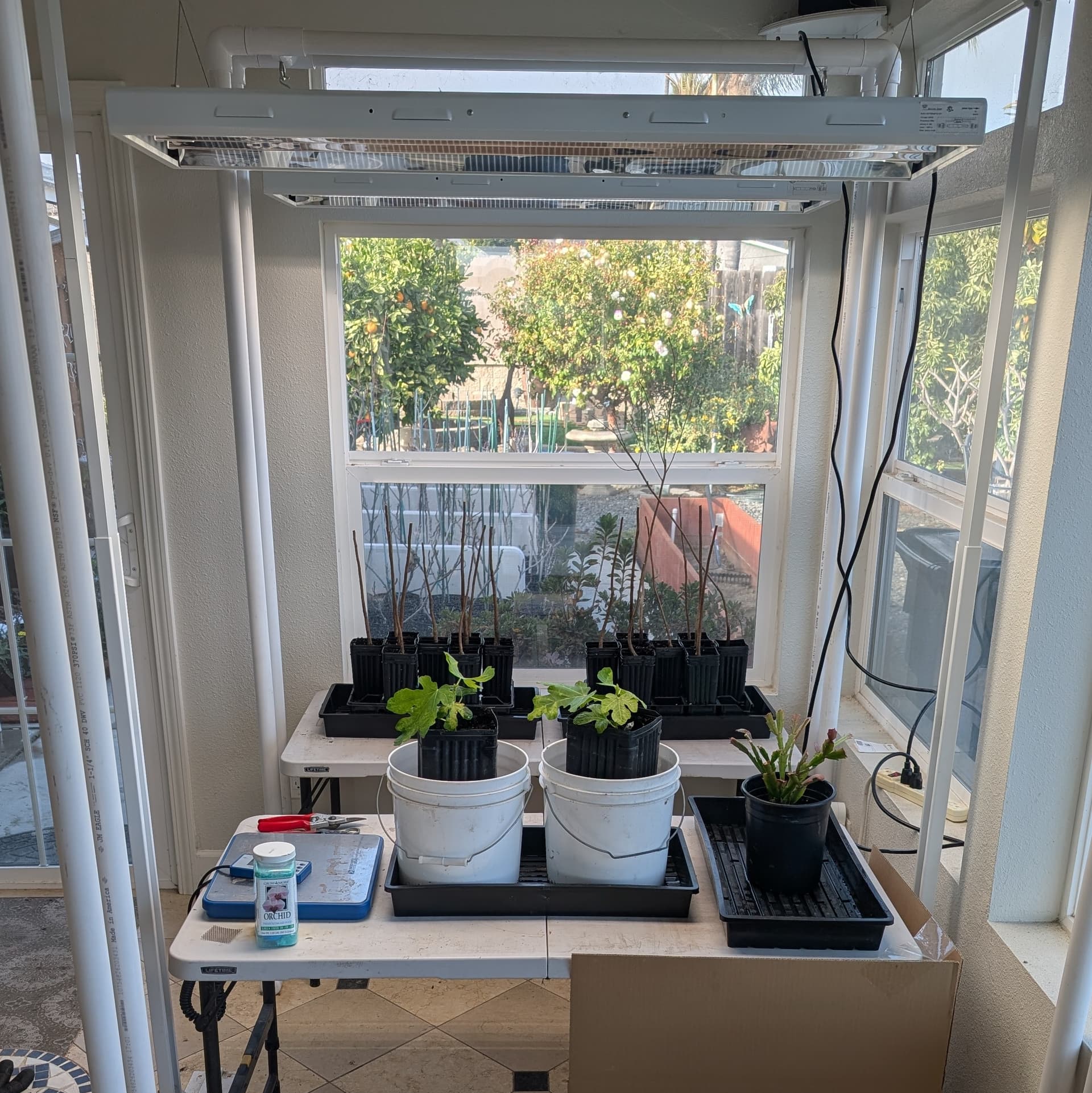 Fig Talk - Page 16 - General Fruit Growing - Growing Fruit