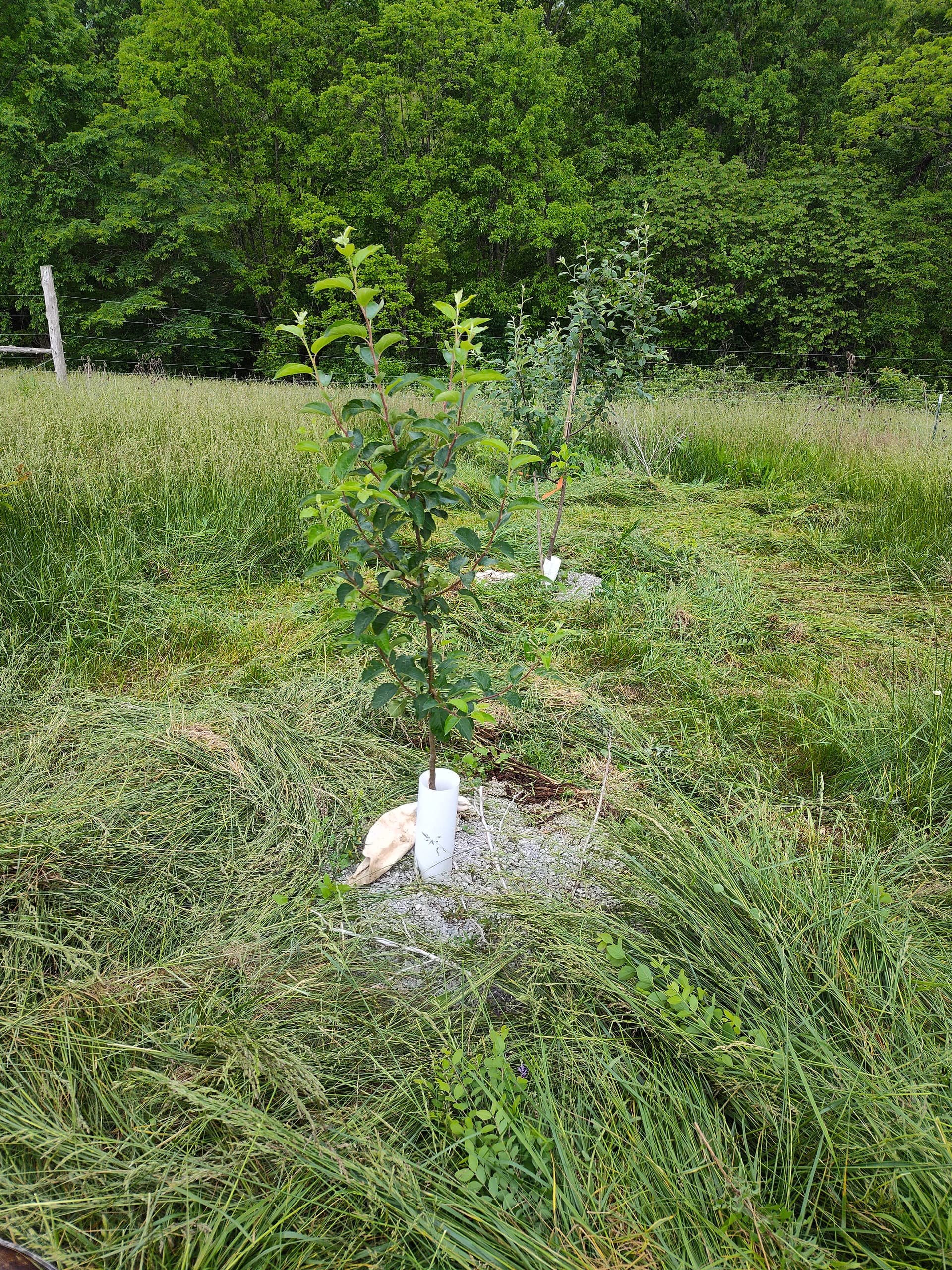 Young apple tree training. A Study of the Framework of the Apple Tree ...