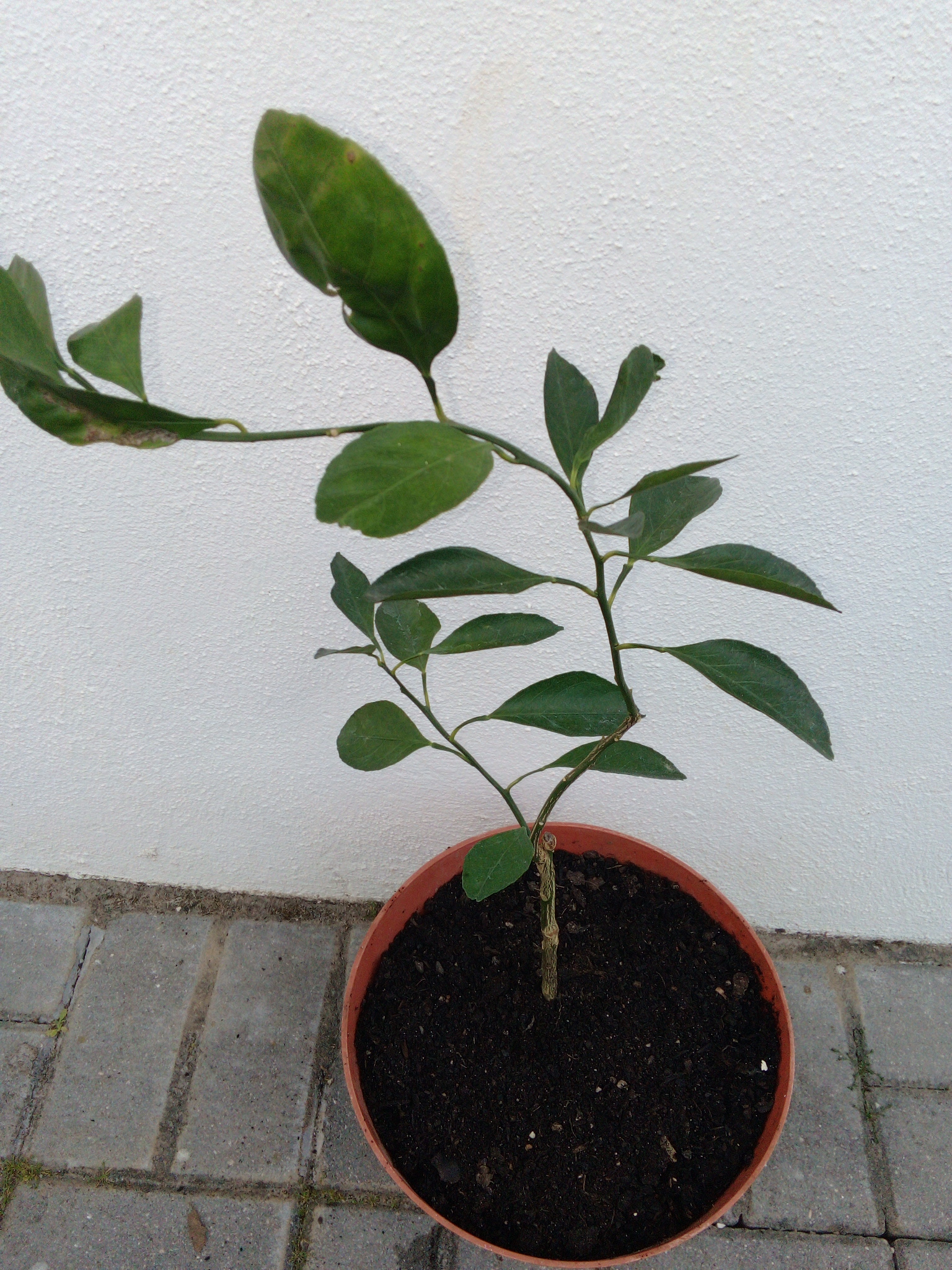 My small fruit tree orchard - Page 21 - General Fruit Growing - Growing ...