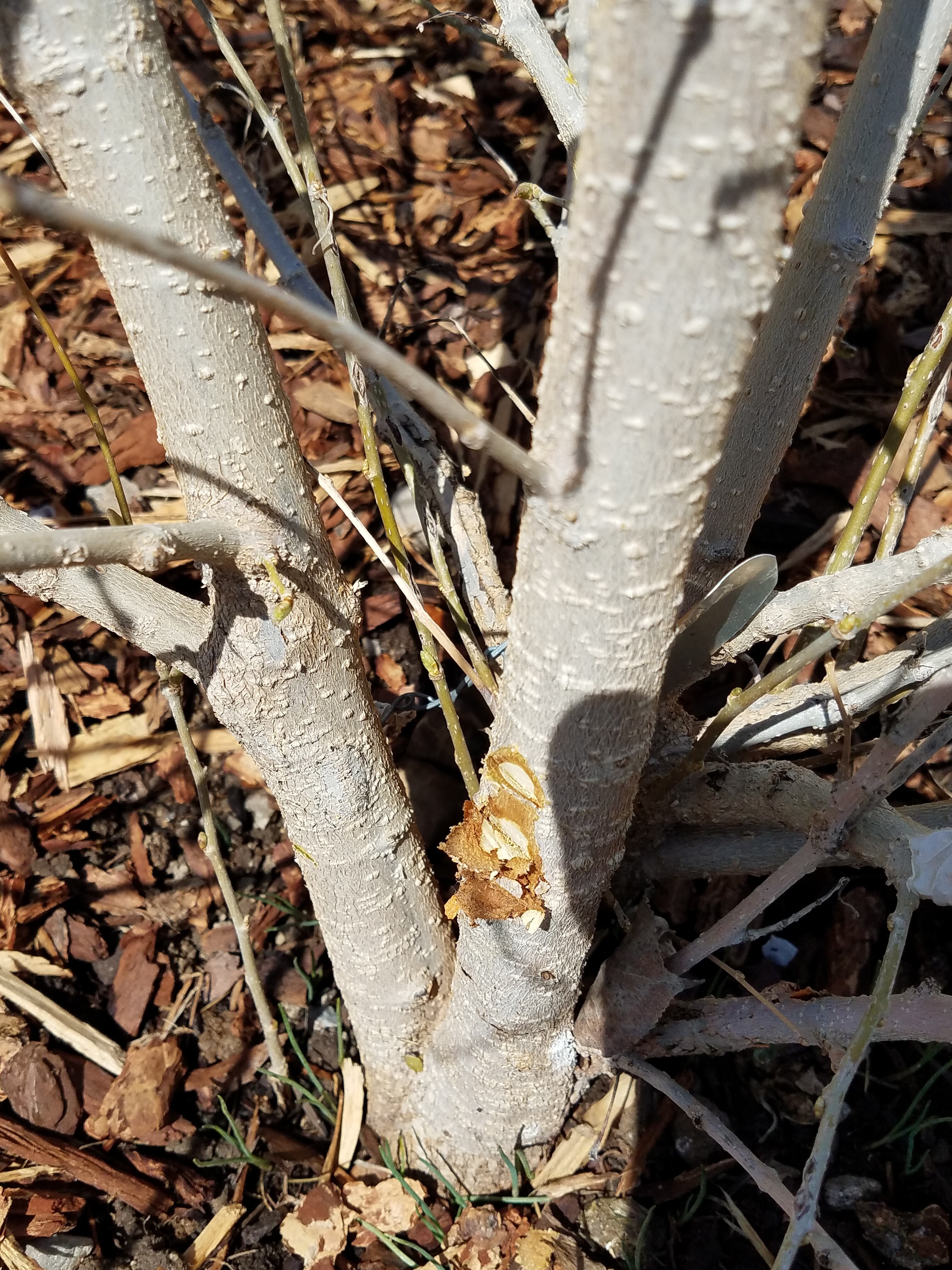 Graft Killed Mulberry Bush Branch? - General Fruit Growing - Growing Fruit