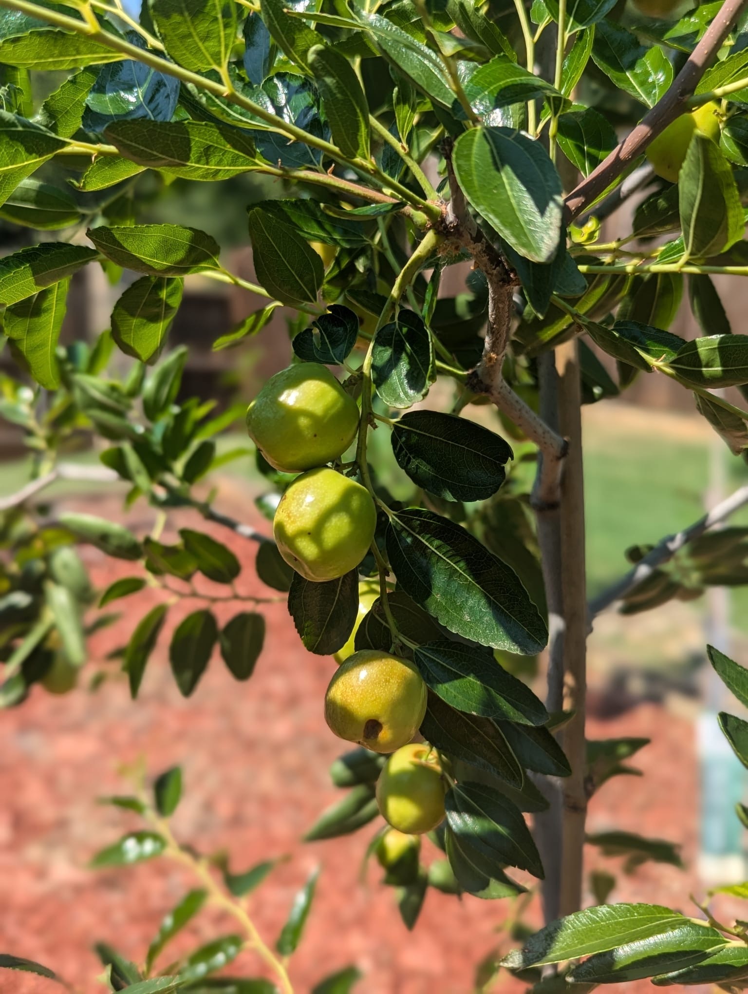 Roger Meyer Jujubes - Page 11 - General Fruit Growing - Growing Fruit