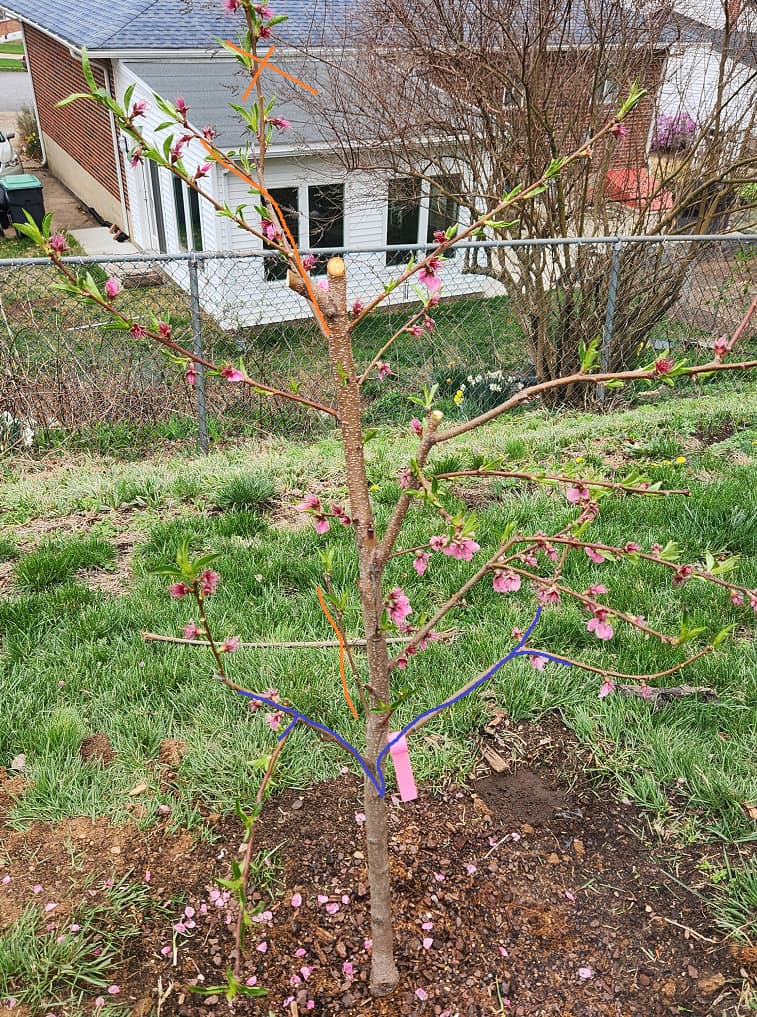 Peaches on a clay hillside - General Fruit Growing - Growing Fruit