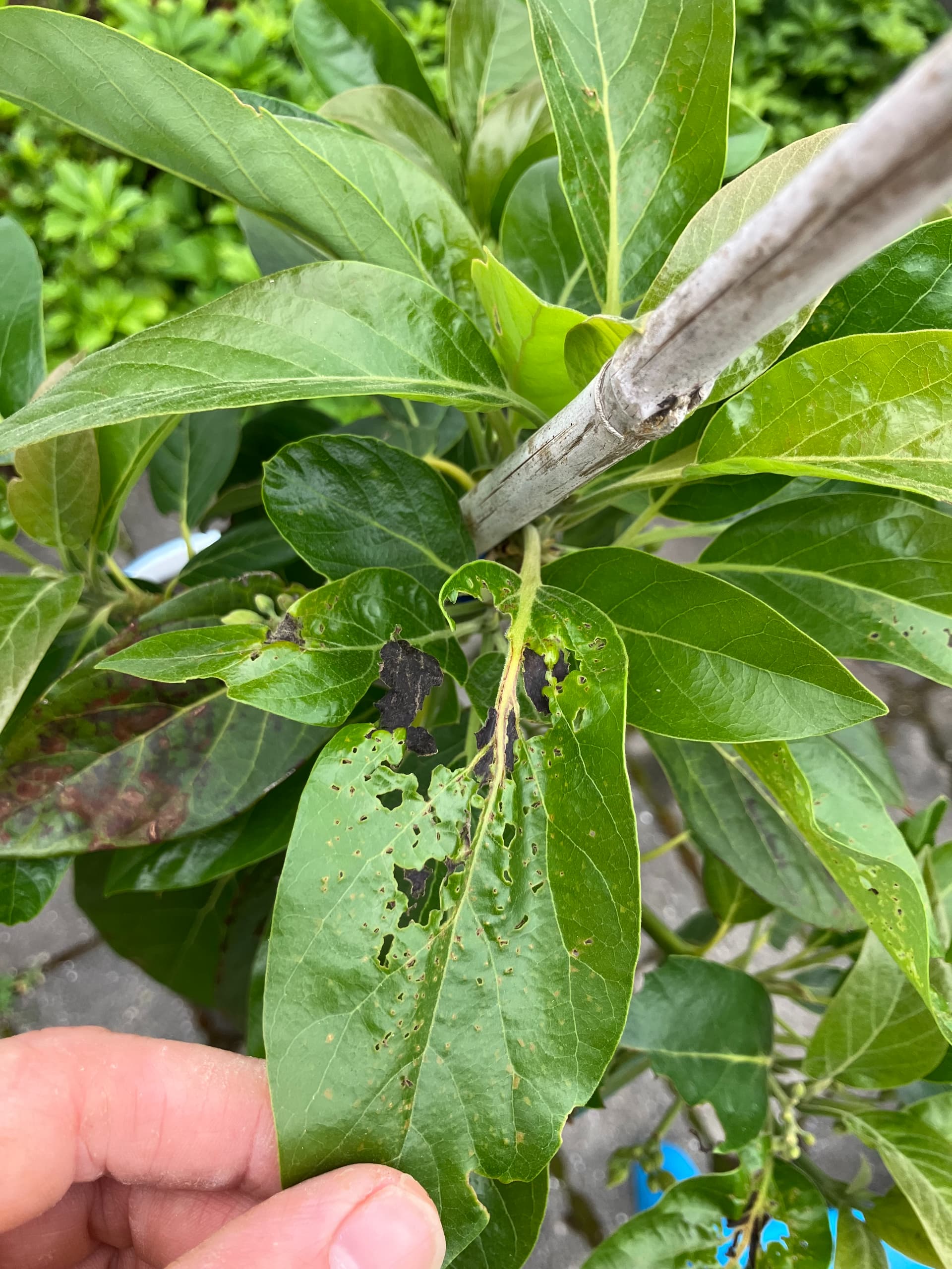 General insect/disease/etc identification and remediation thread 2024 ...