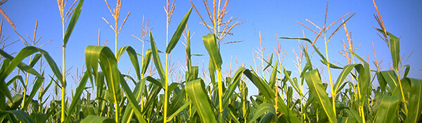 Spray avian control - General Fruit Growing - Growing Fruit