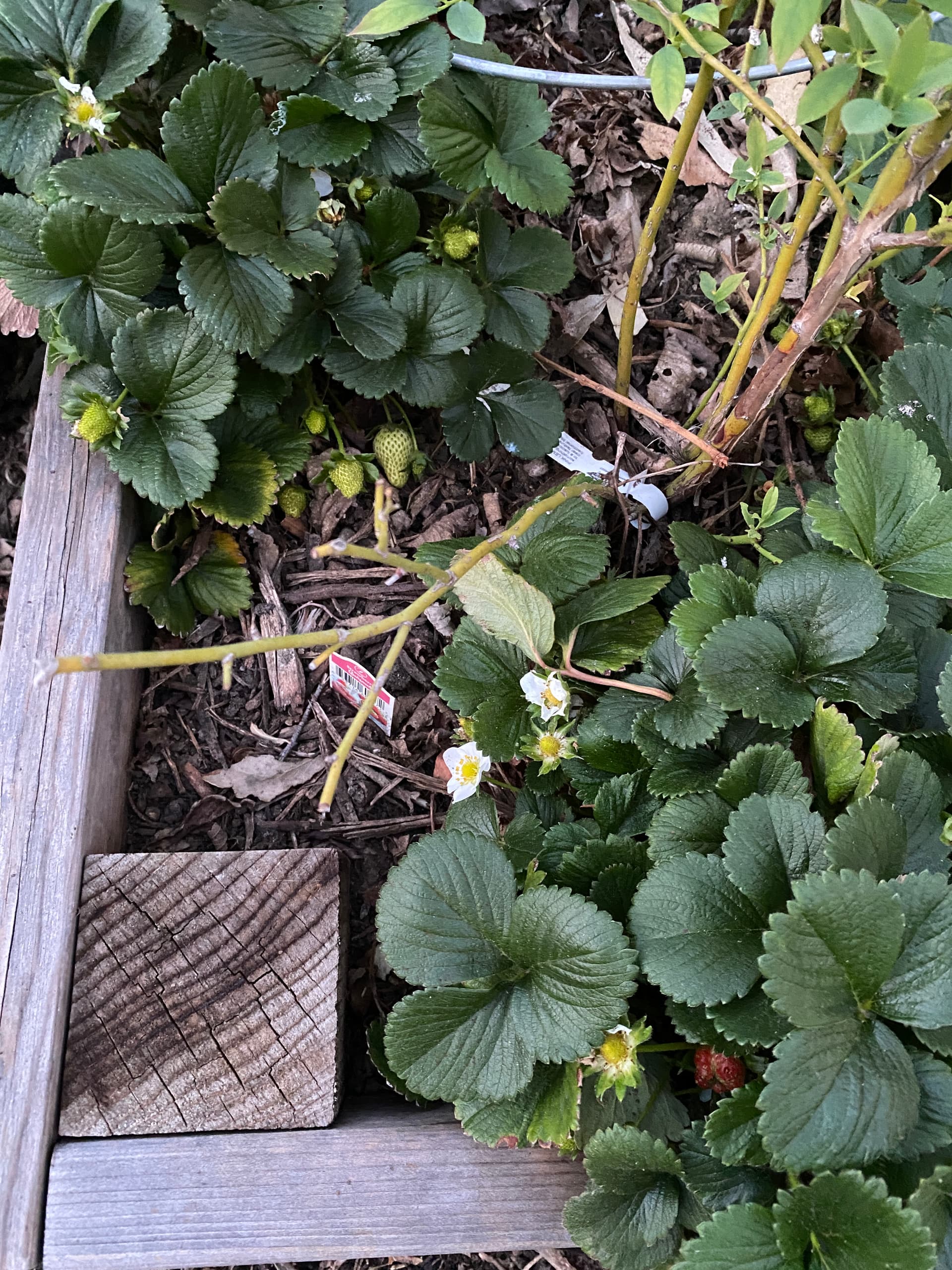 Weird Strawberry shapes - General Fruit Growing - Growing Fruit