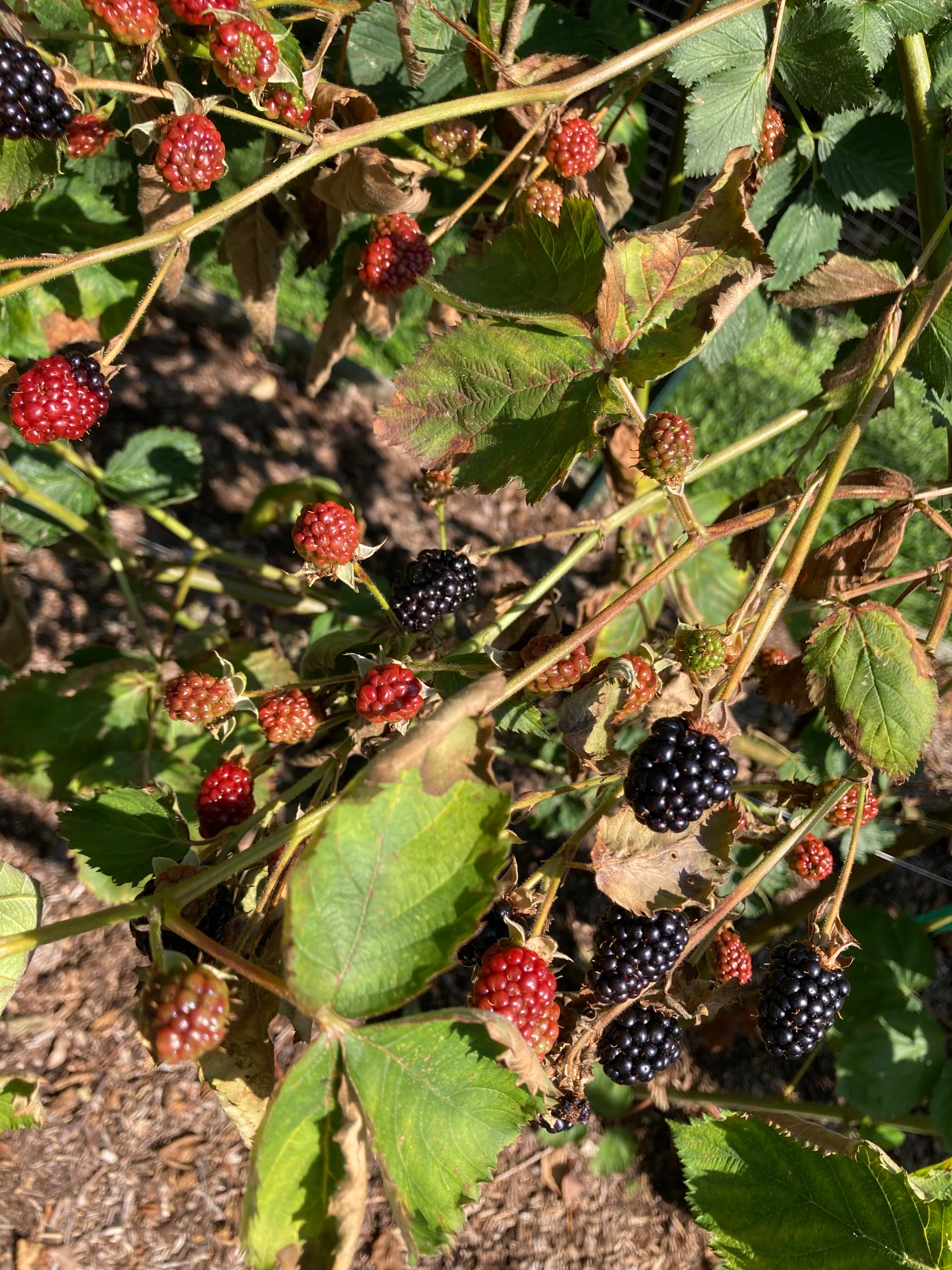 Arapahoe Blackberry - General Fruit Growing - Growing Fruit