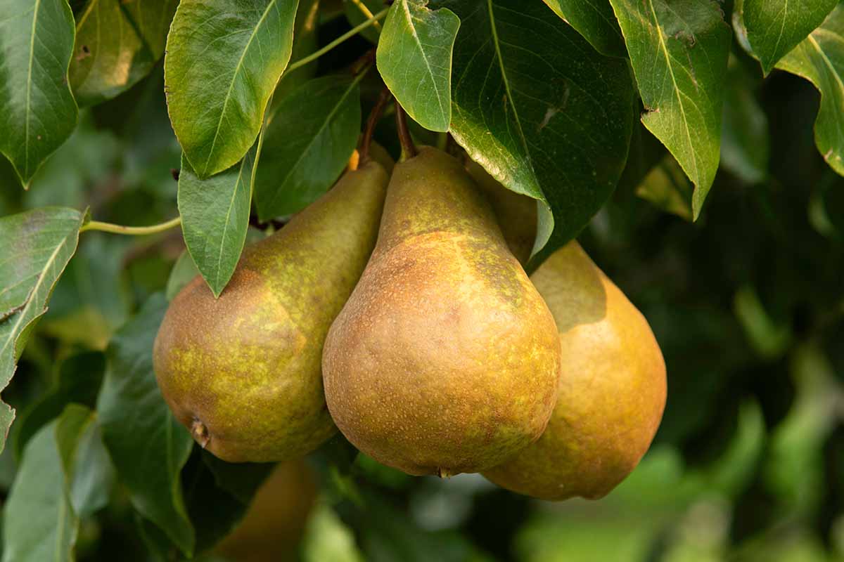 Cold hardy pears revisited in 2025 for zone 1 , 2, 3, 4 - General Fruit ...