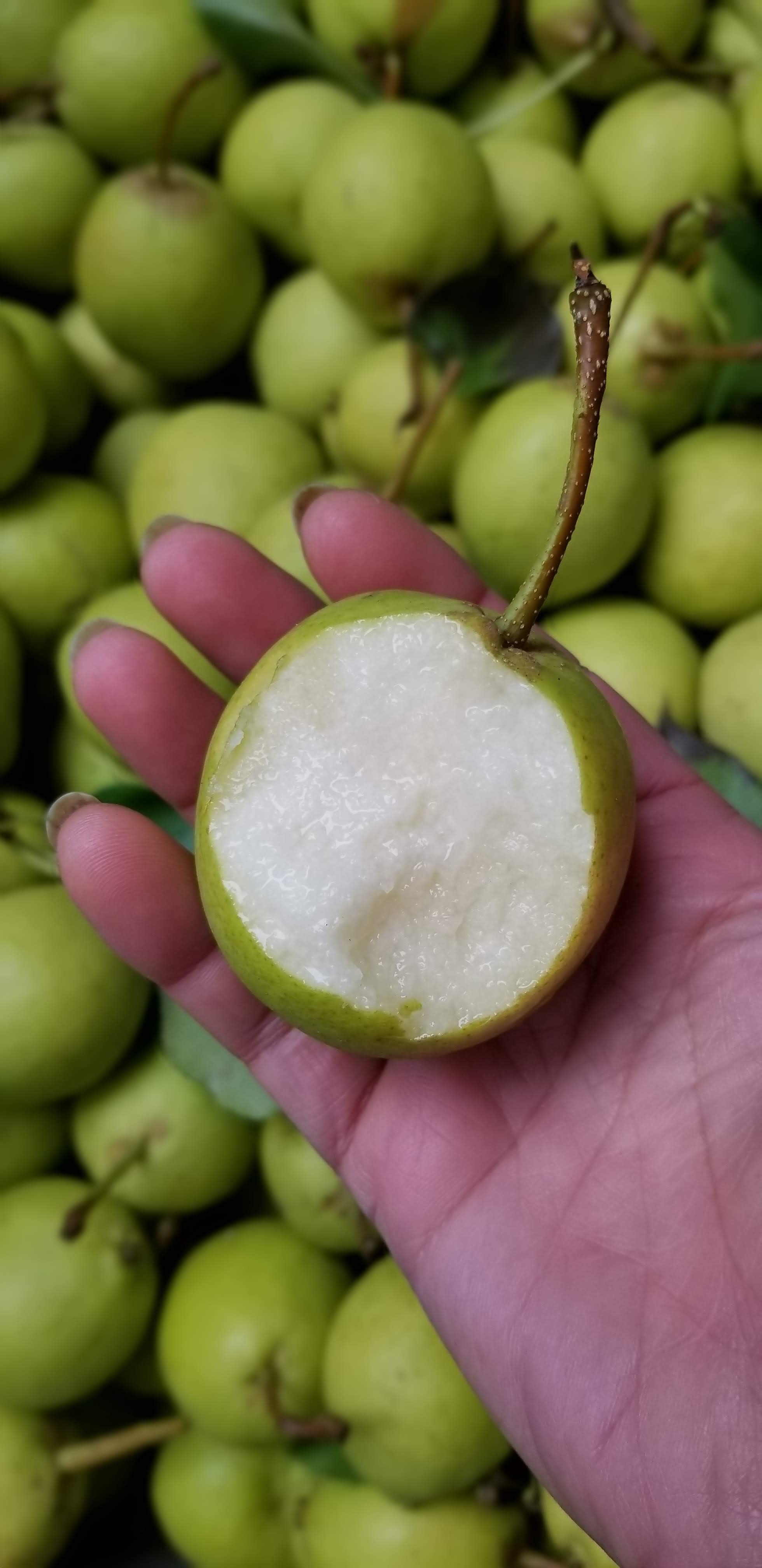 Who's growing the Xinjiang Fragrant Pear? - General Fruit Growing ...