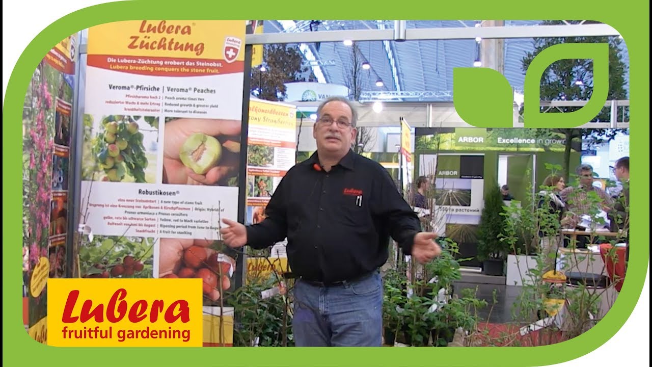 Veroma Peach Breeding from Lubera - General Fruit Growing - Growing Fruit