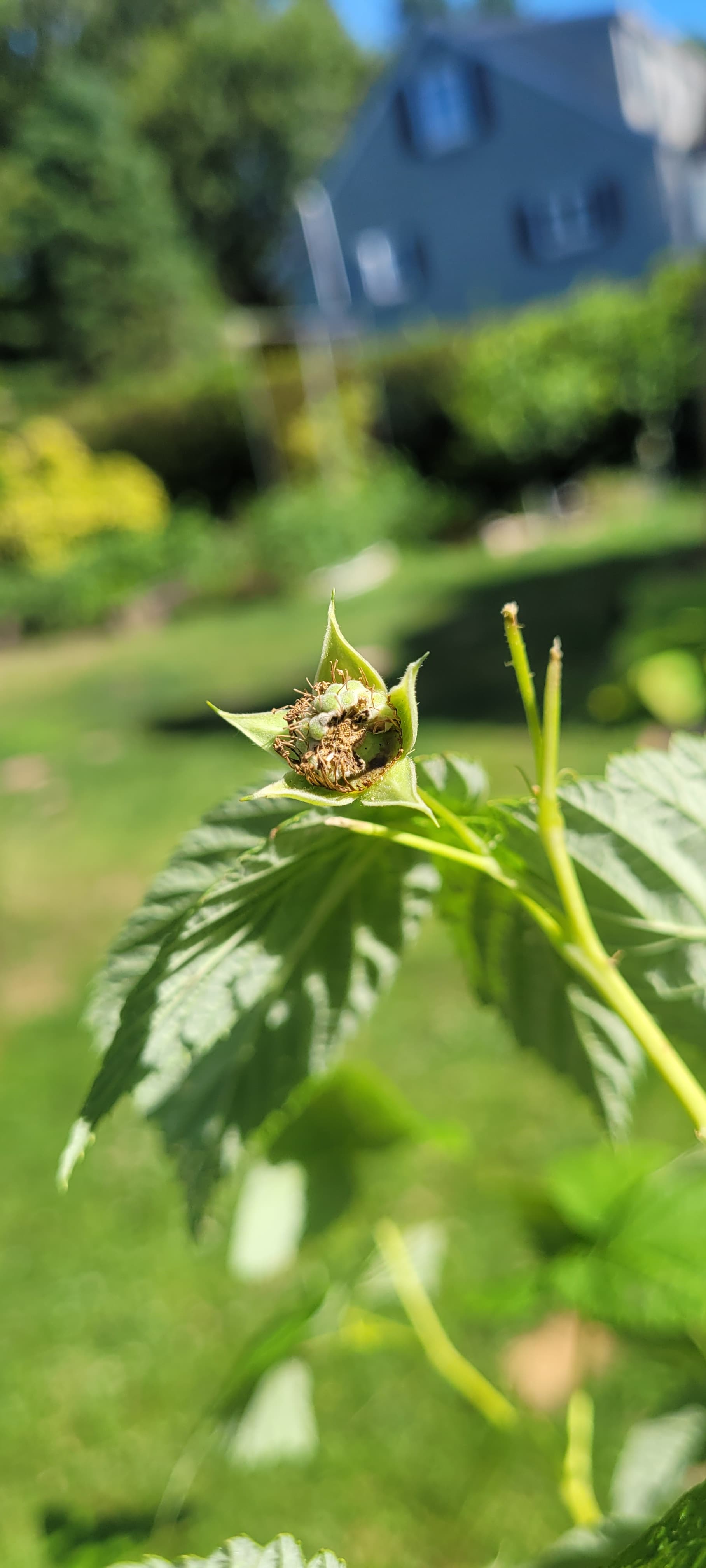 What eats hard, green raspberries? - General Fruit Growing - Growing Fruit