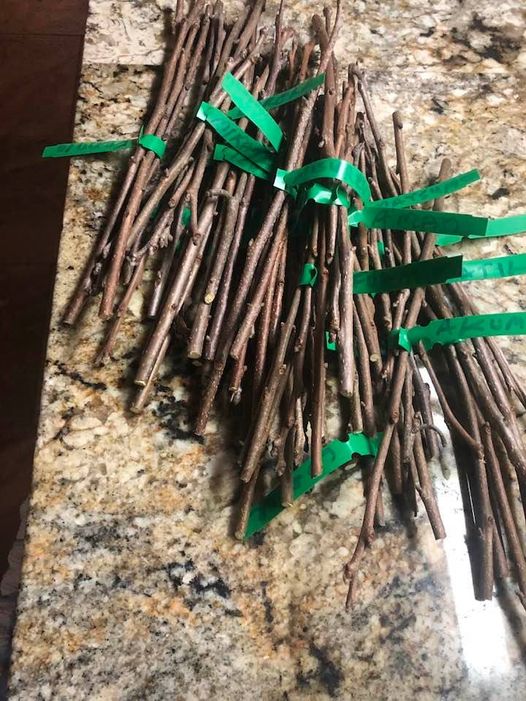 2022 persimmon scions - General Fruit Growing - Growing Fruit