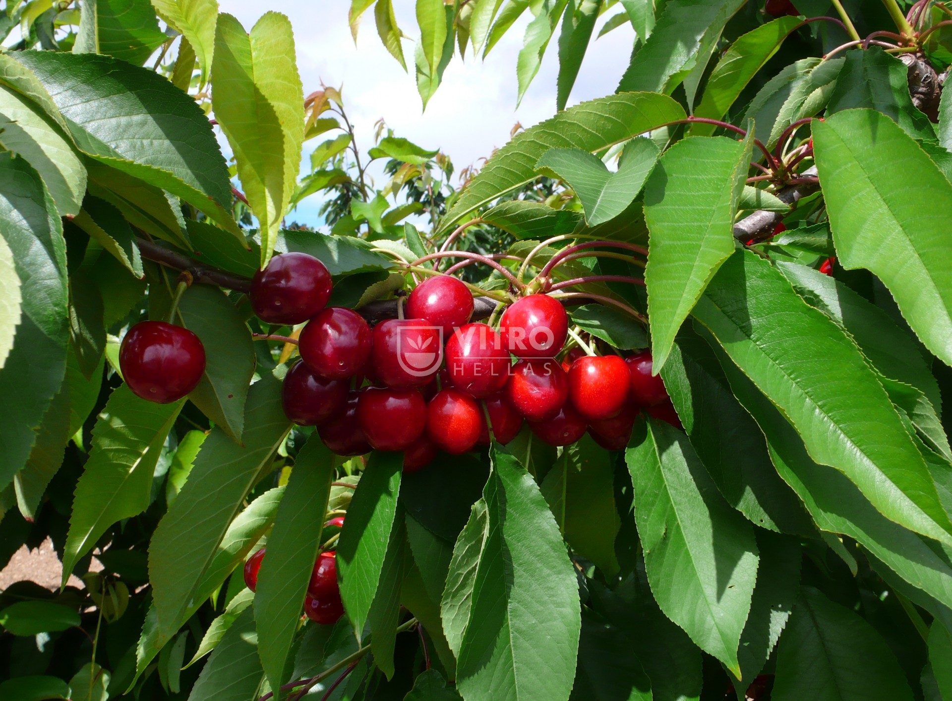 Pacific Red Cherry Patent Information - General Fruit Growing - Growing ...
