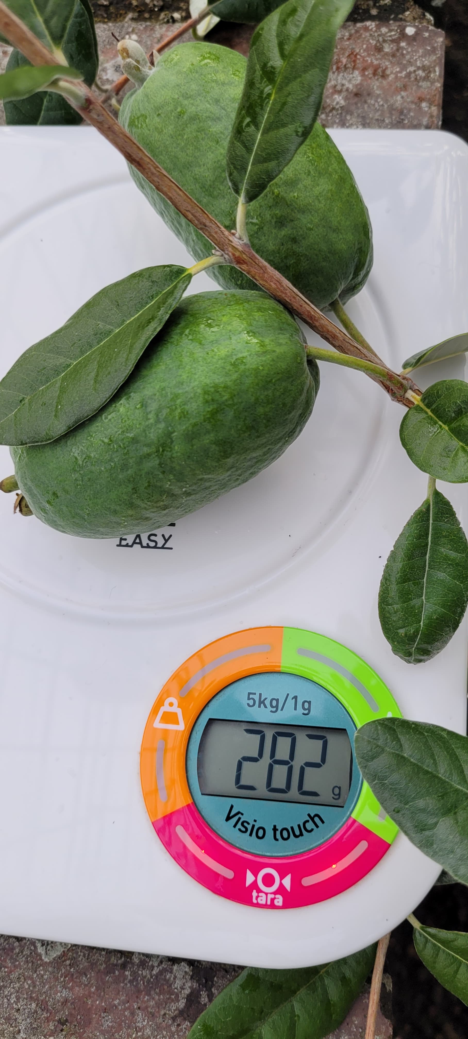 Feijoa - Page 2 - General Fruit Growing - Growing Fruit