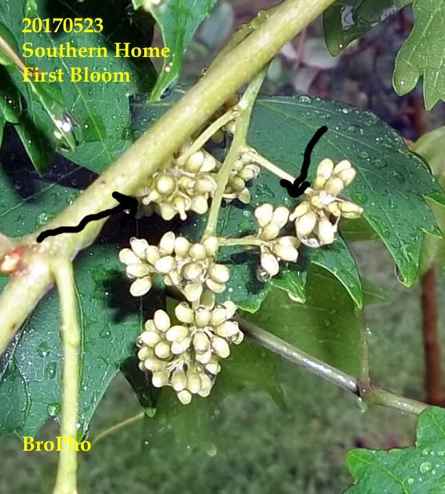 Muscadines know how to bloom - General Fruit Growing - Growing Fruit