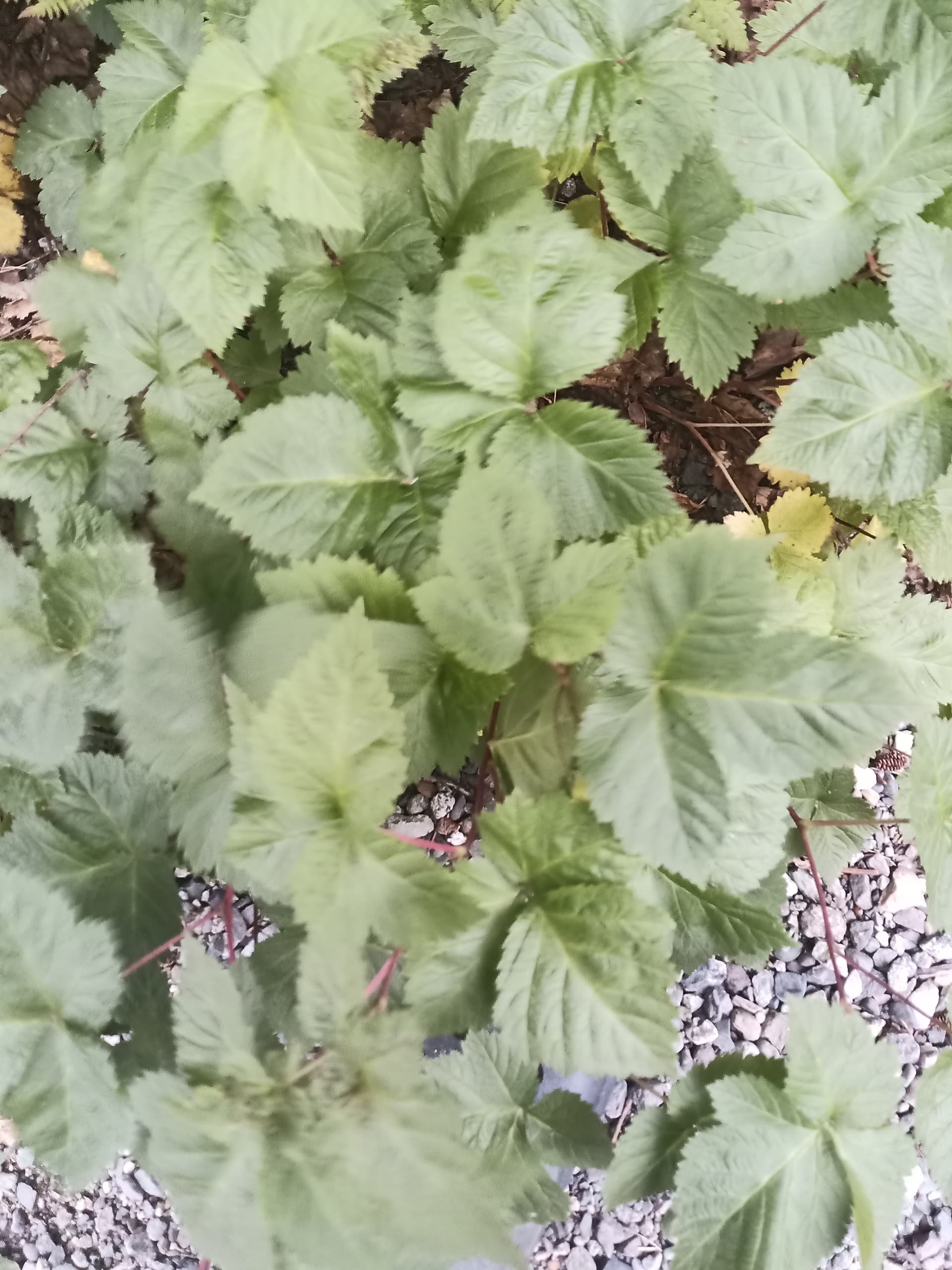 I think these are arctic raspberries - General Fruit Growing - Growing ...