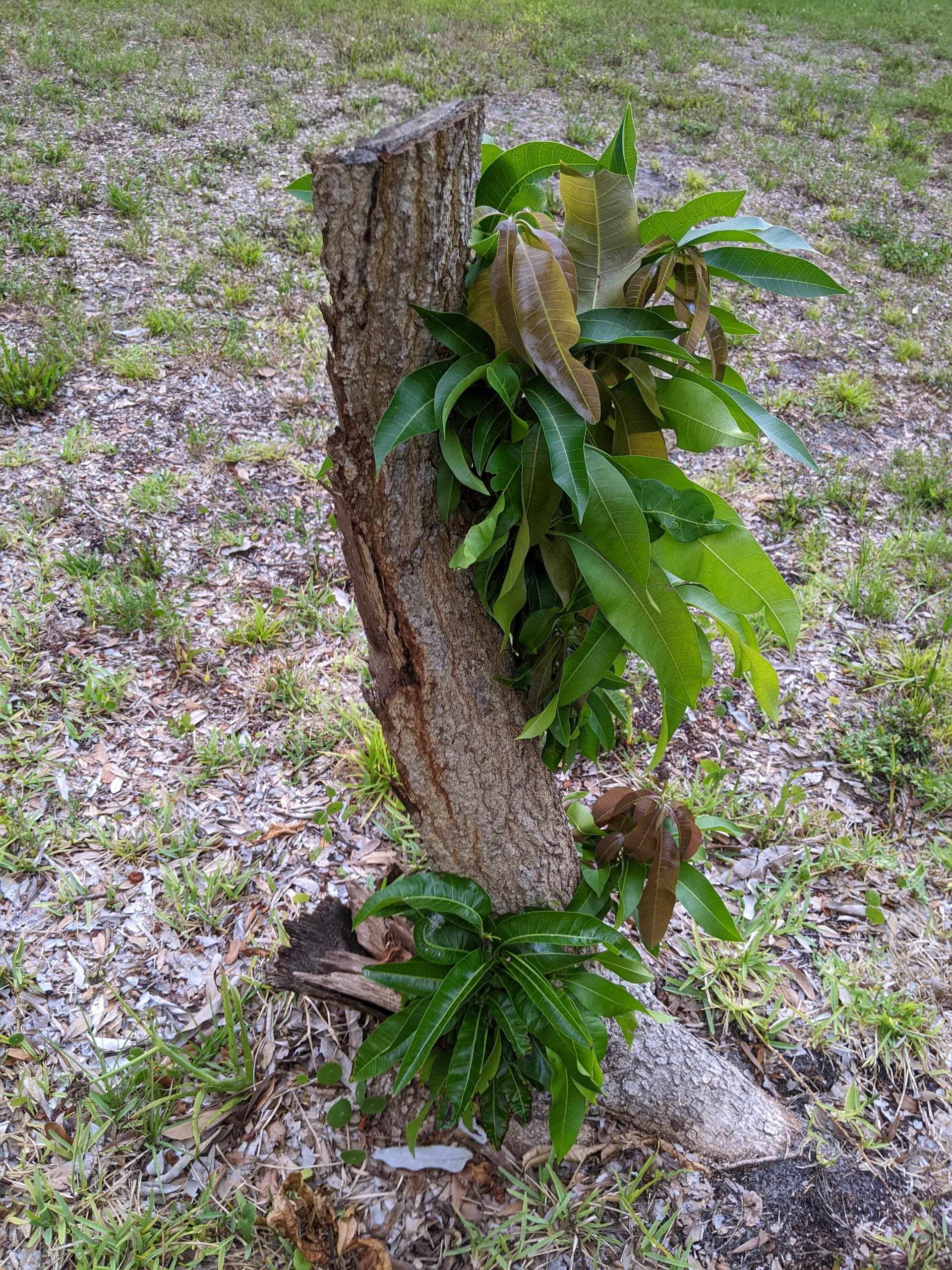 mango tree trunk