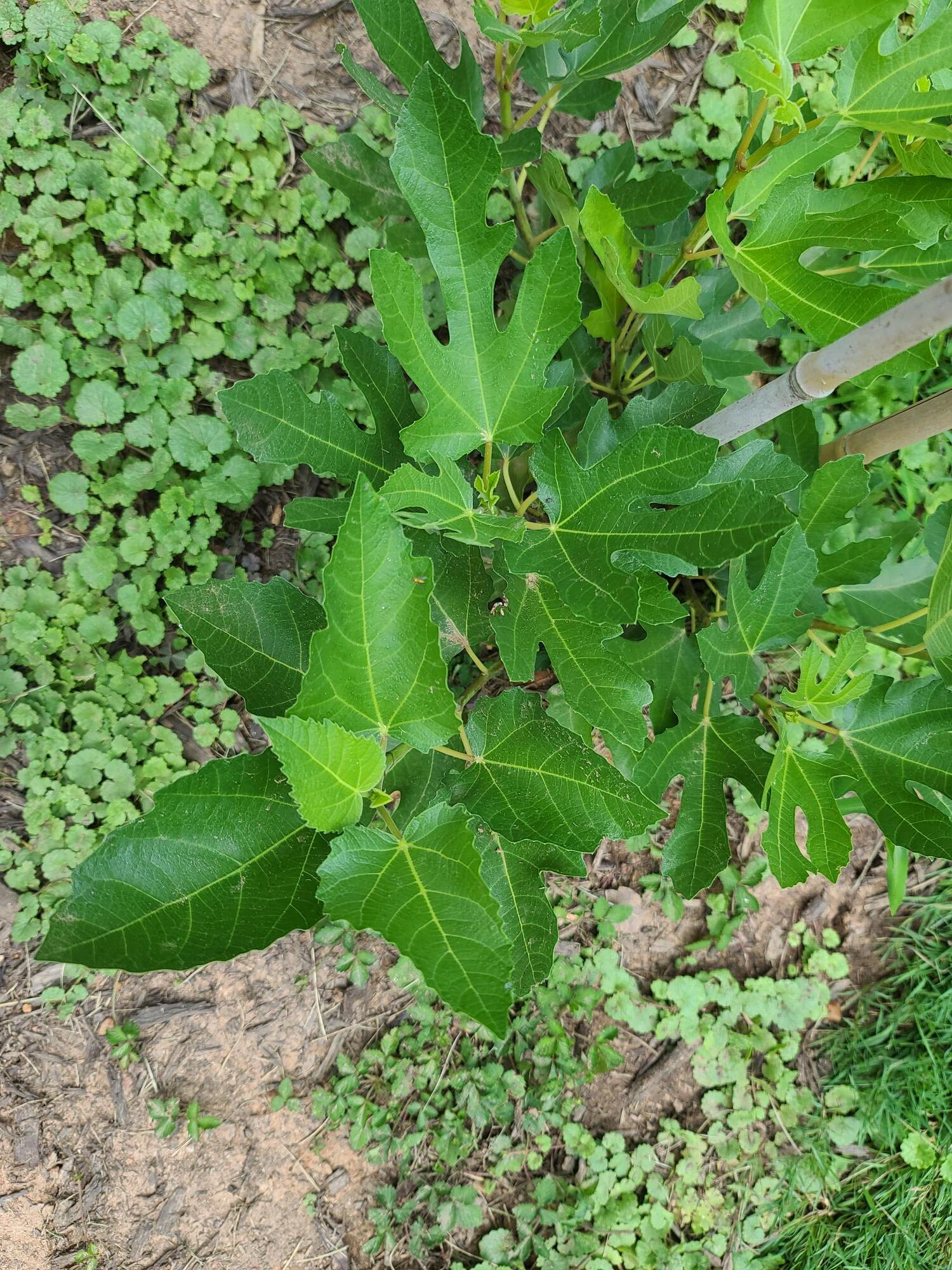 Fig tree bud sport? - General Fruit Growing - Growing Fruit