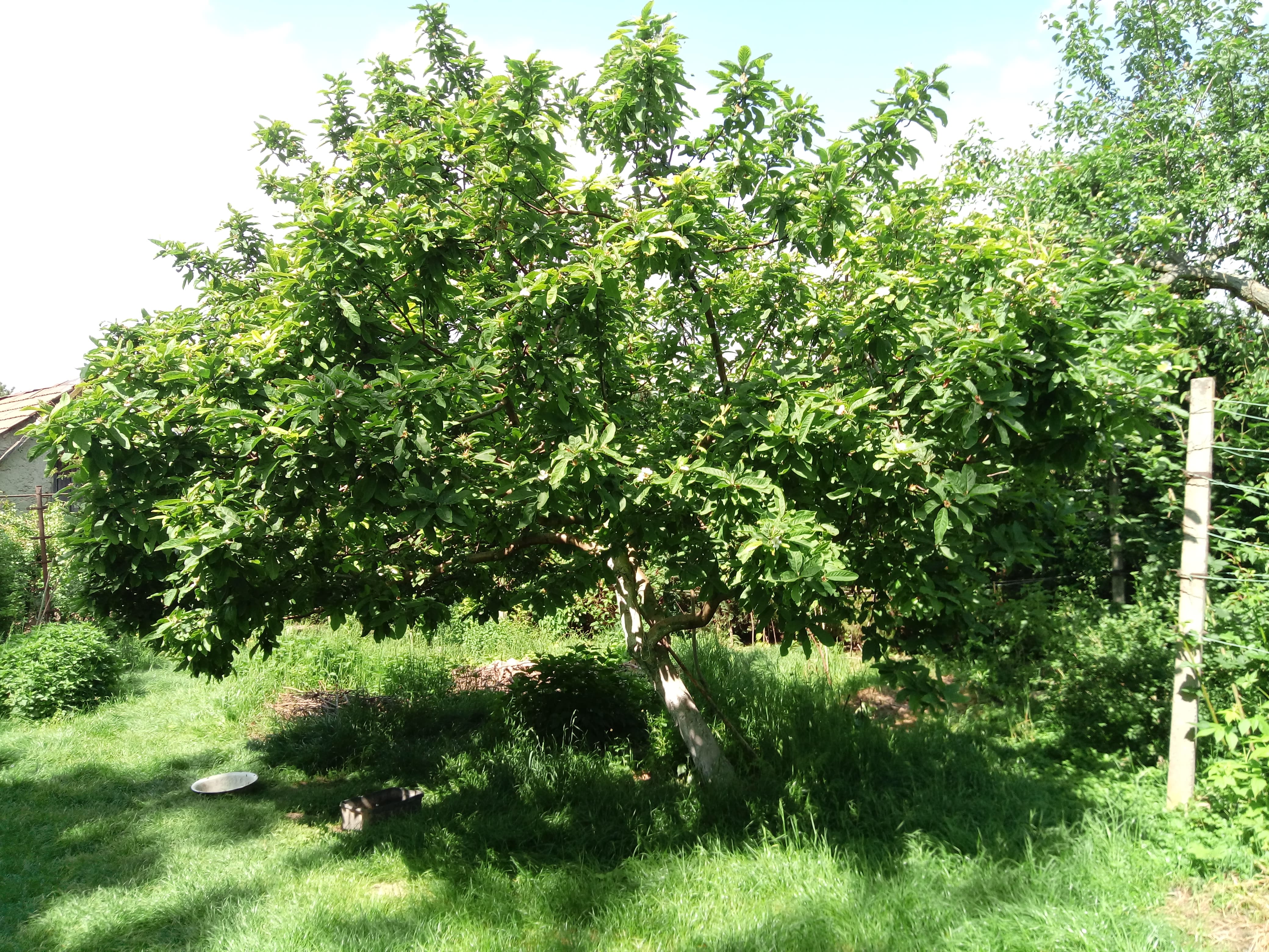 Medlars - fresh fruit in winter - General Fruit Growing - Growing Fruit