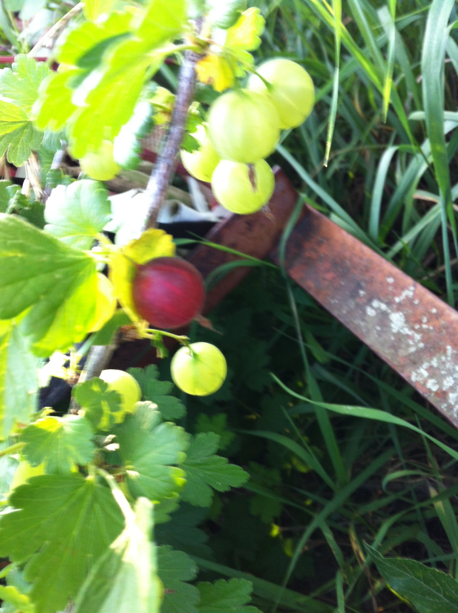 Miscellaneous Fruits - General Fruit Growing - Growing Fruit