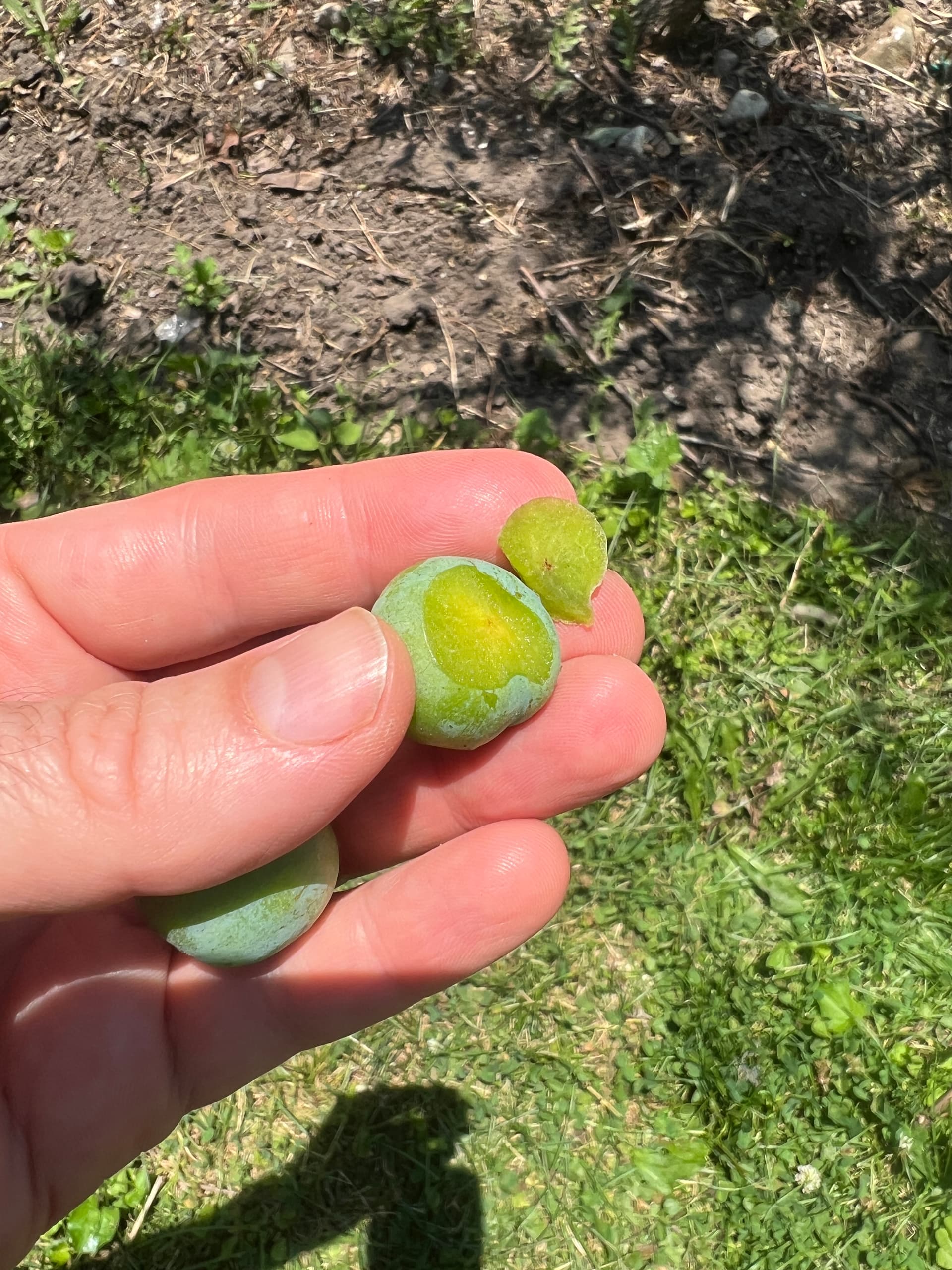 True identity of "fake" Valor plum from ACN - Page 2 - General Fruit ...