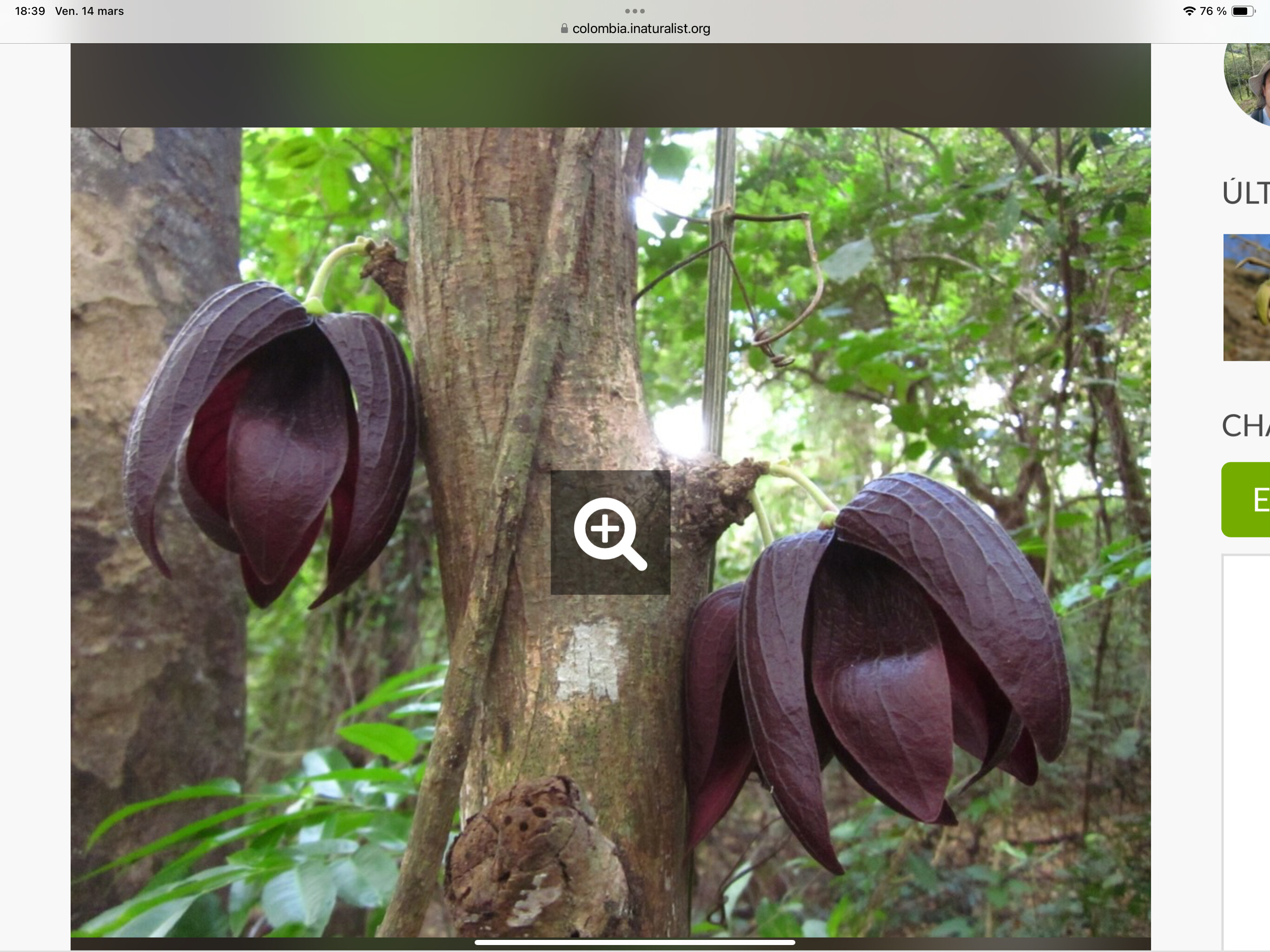 Anyone aware of this tropical relative of pawpaws? - General Fruit ...